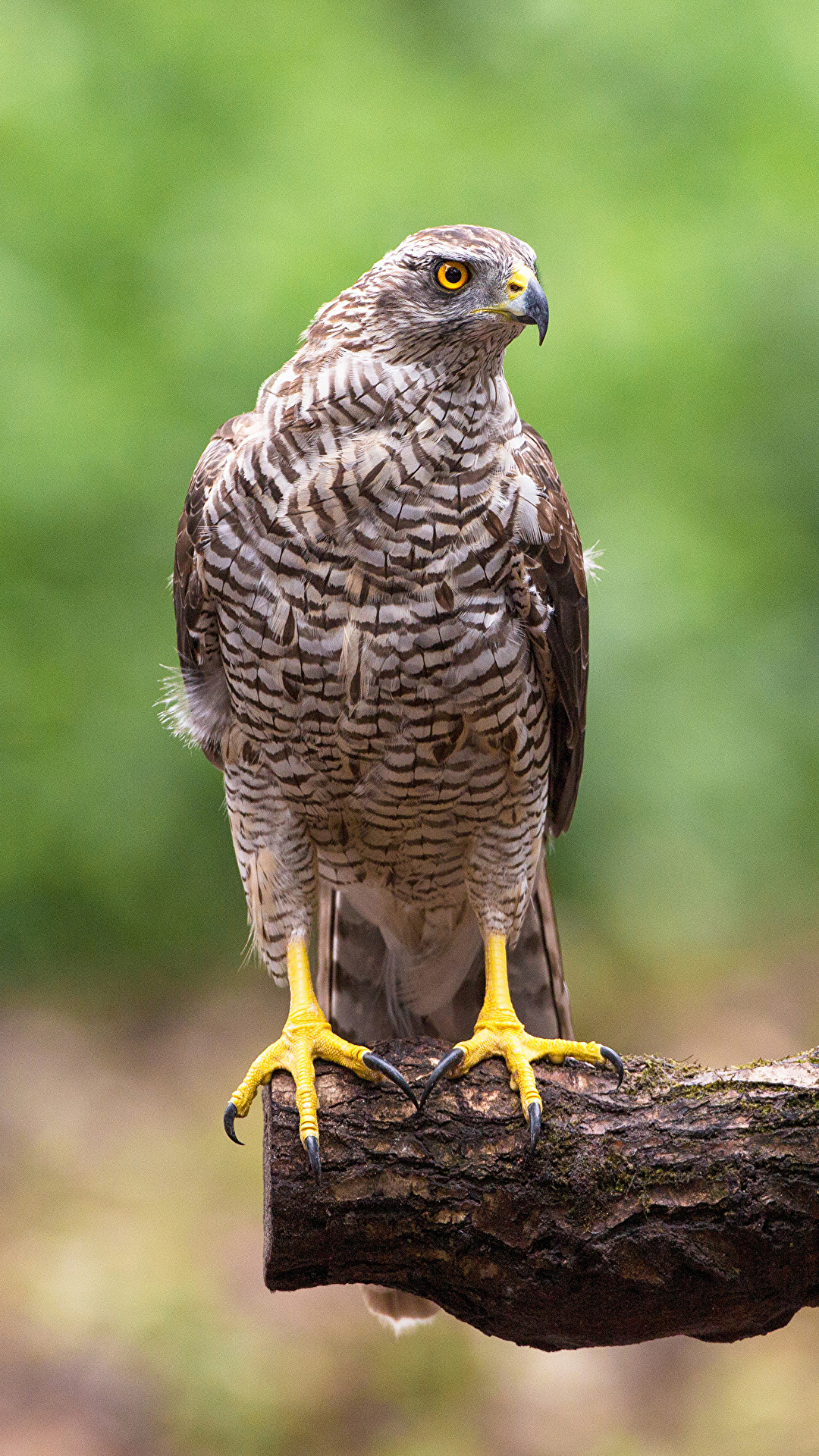 Eurasian Goshawk Wallpapers - Wallpaper Cave