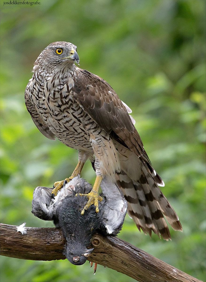 Eurasian Goshawk Wallpapers - Wallpaper Cave