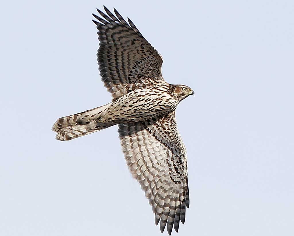 Eurasian Goshawk Wallpapers - Wallpaper Cave