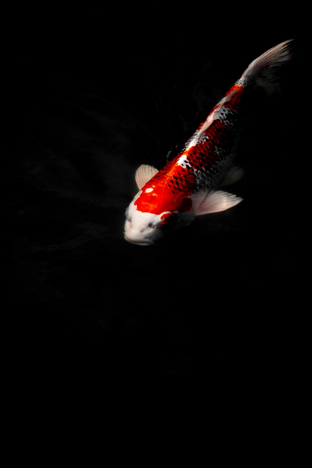 Koi Fish iPhone Wallpapers - Wallpaper Cave