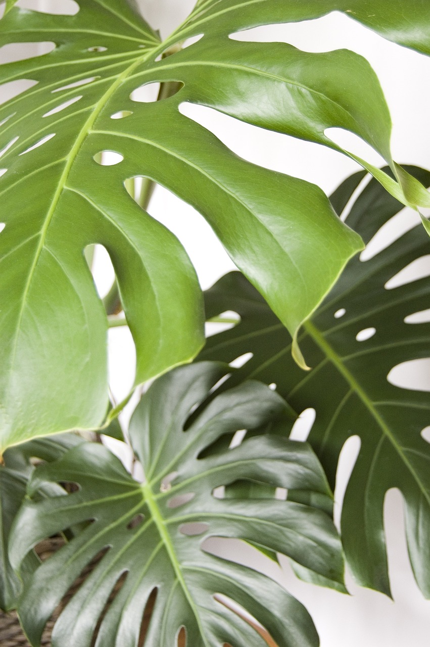 Monstera Plant Wallpapers - Wallpaper Cave