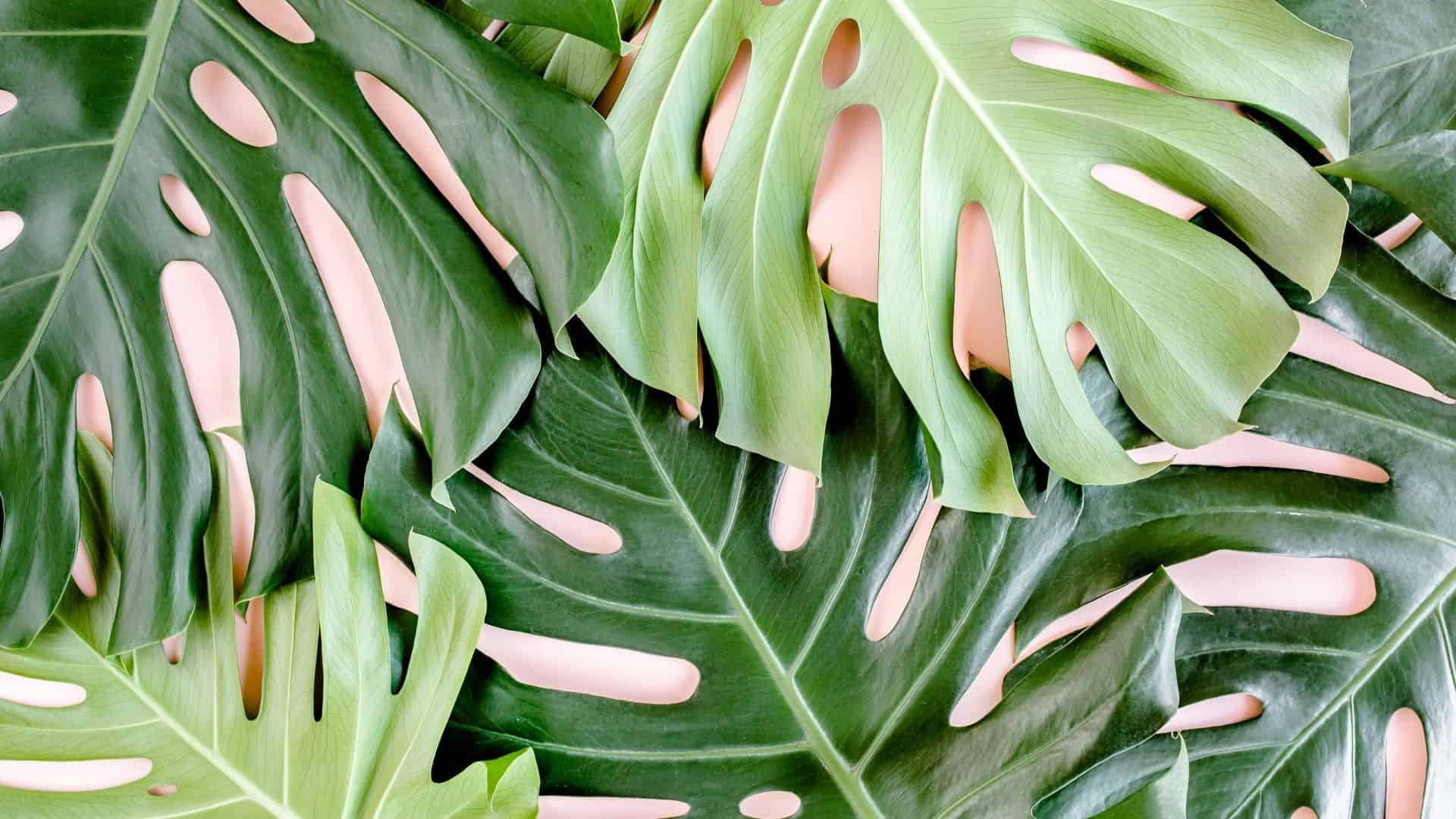 Monstera Plant Wallpapers - Wallpaper Cave