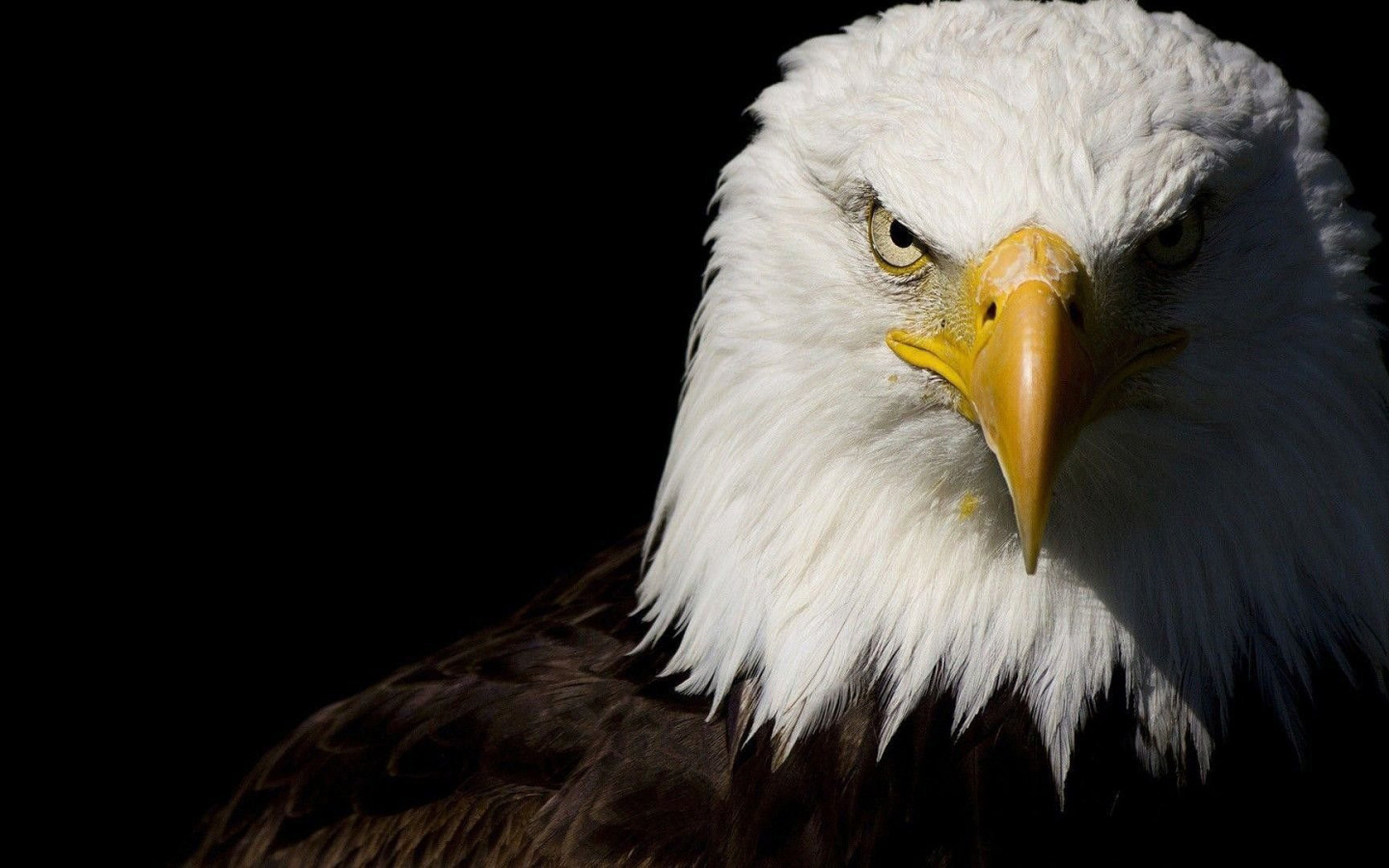 Eagle PC Wallpapers - Wallpaper Cave