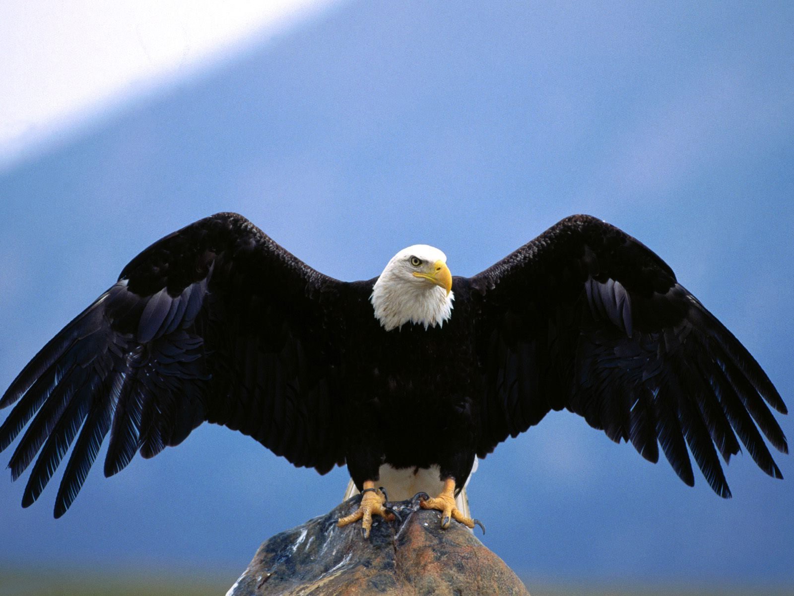 Eagle PC Wallpapers - Wallpaper Cave