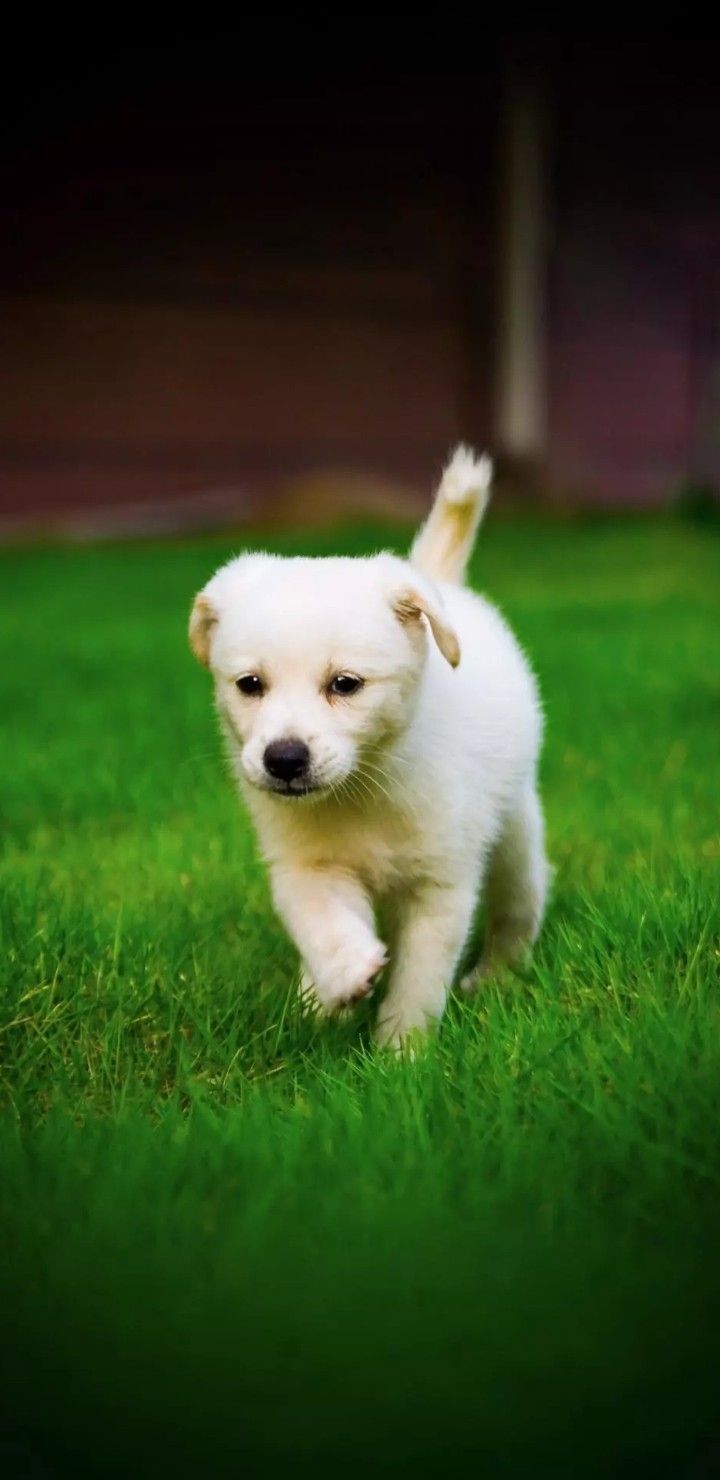 Green Dog Wallpapers - Wallpaper Cave