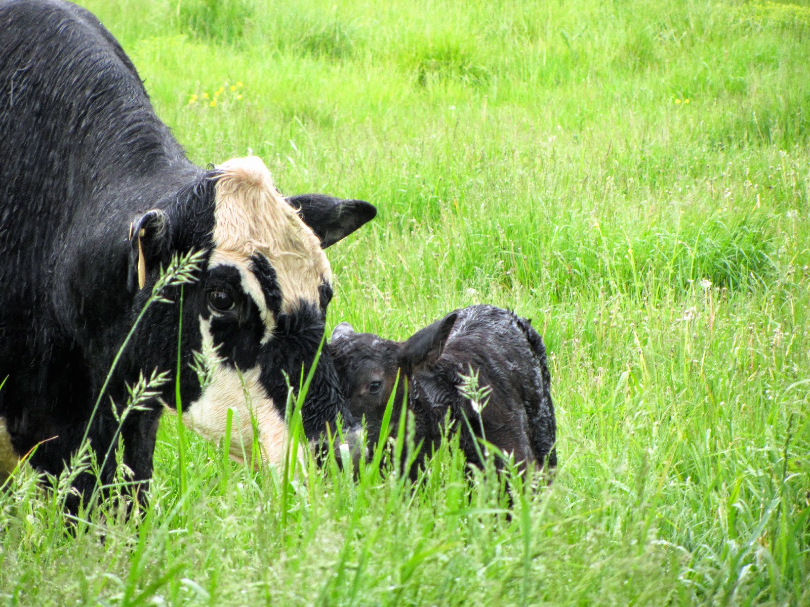 Summer Cow Wallpapers - Wallpaper Cave