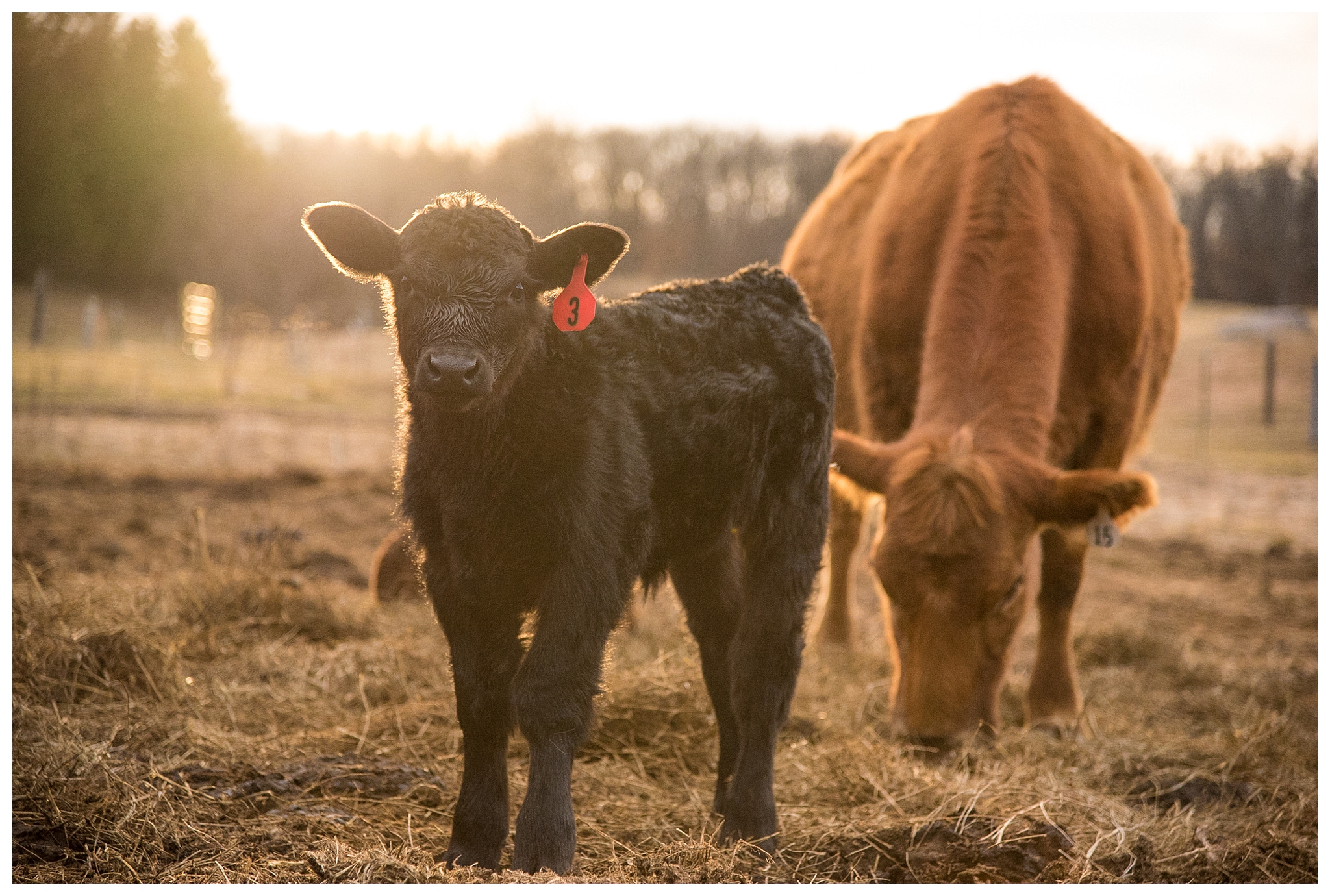 Summer Cow Wallpapers - Wallpaper Cave