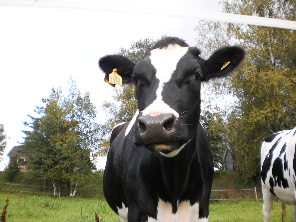 Summer Cow Wallpapers - Wallpaper Cave