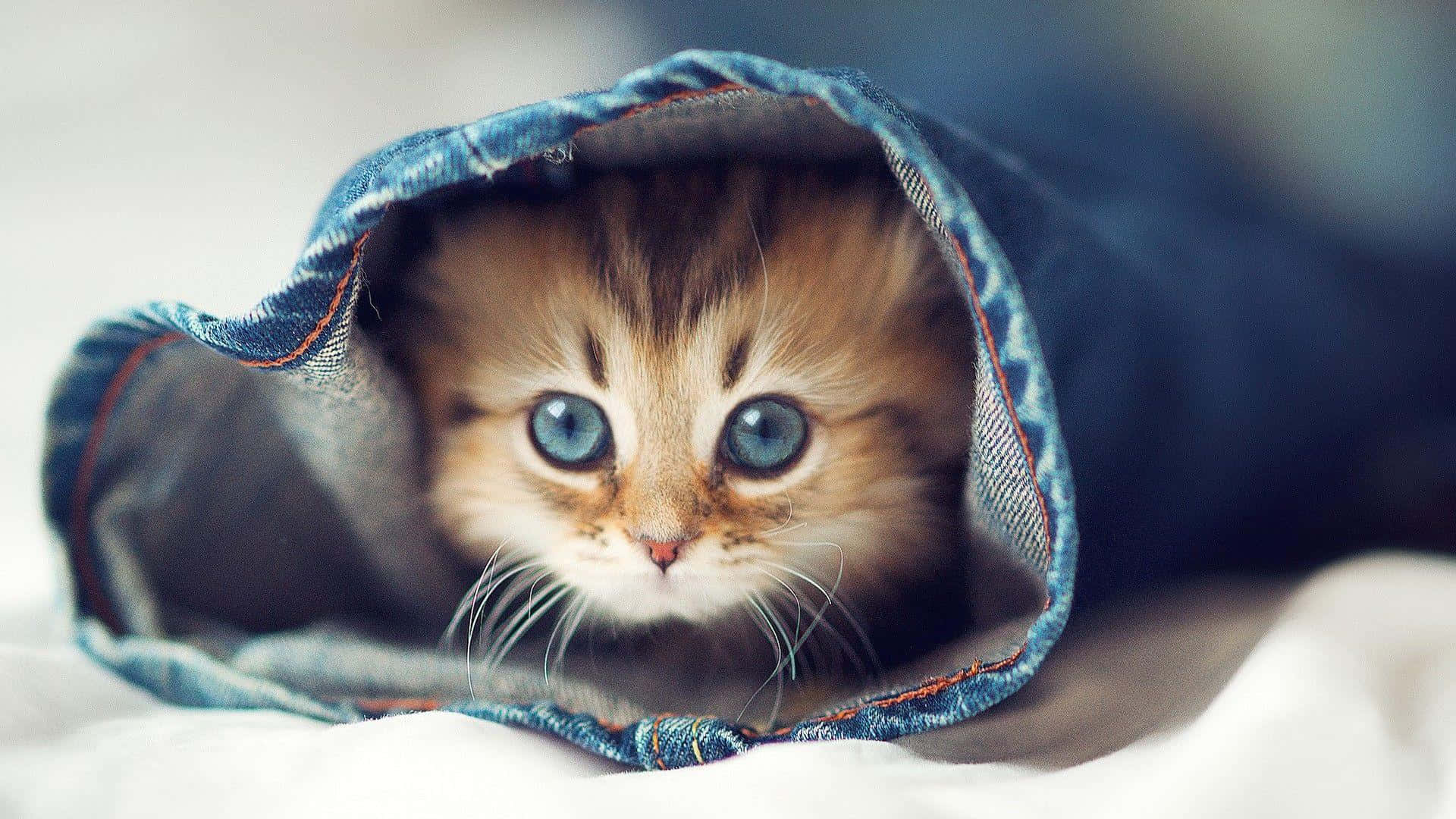 Aesthetic Cat Desktop Wallpapers - Wallpaper Cave
