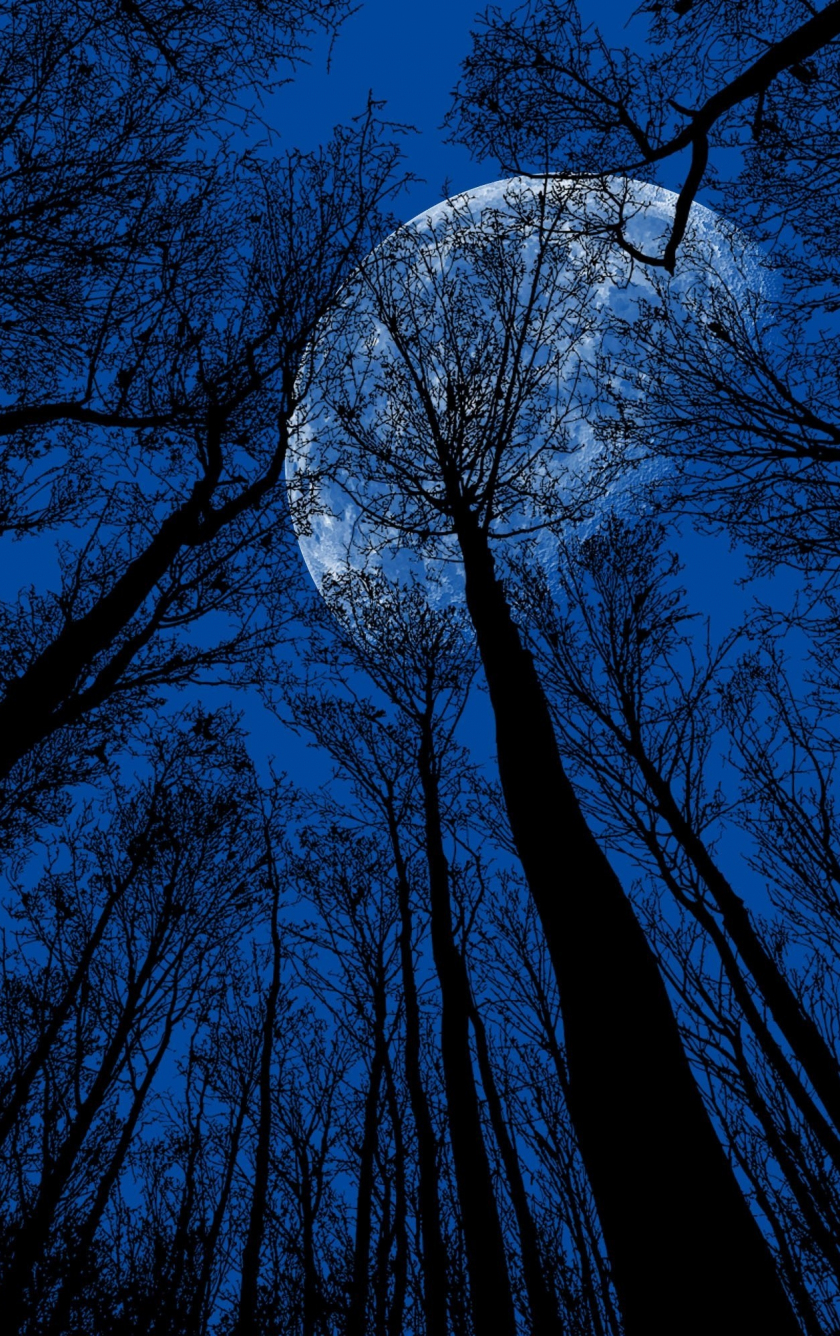 Moon And Trees Wallpapers - Wallpaper Cave