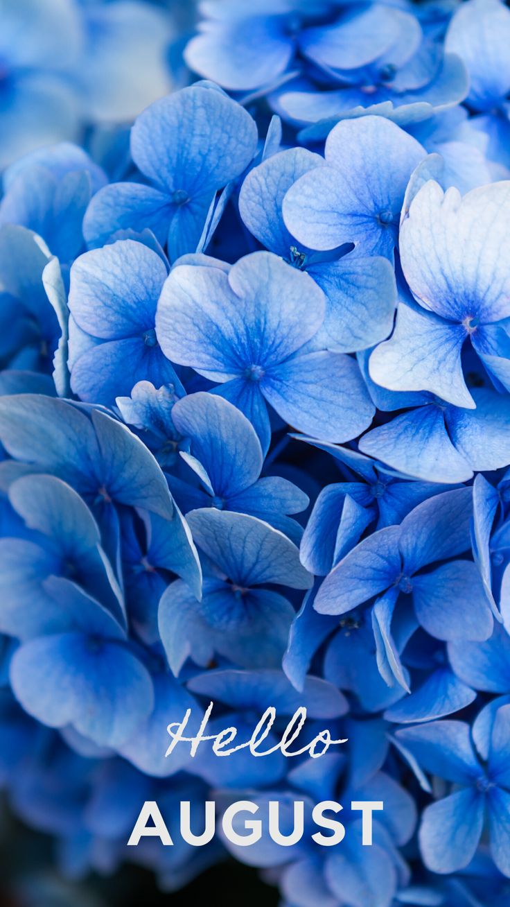 Hello August Wallpapers - Wallpaper Cave