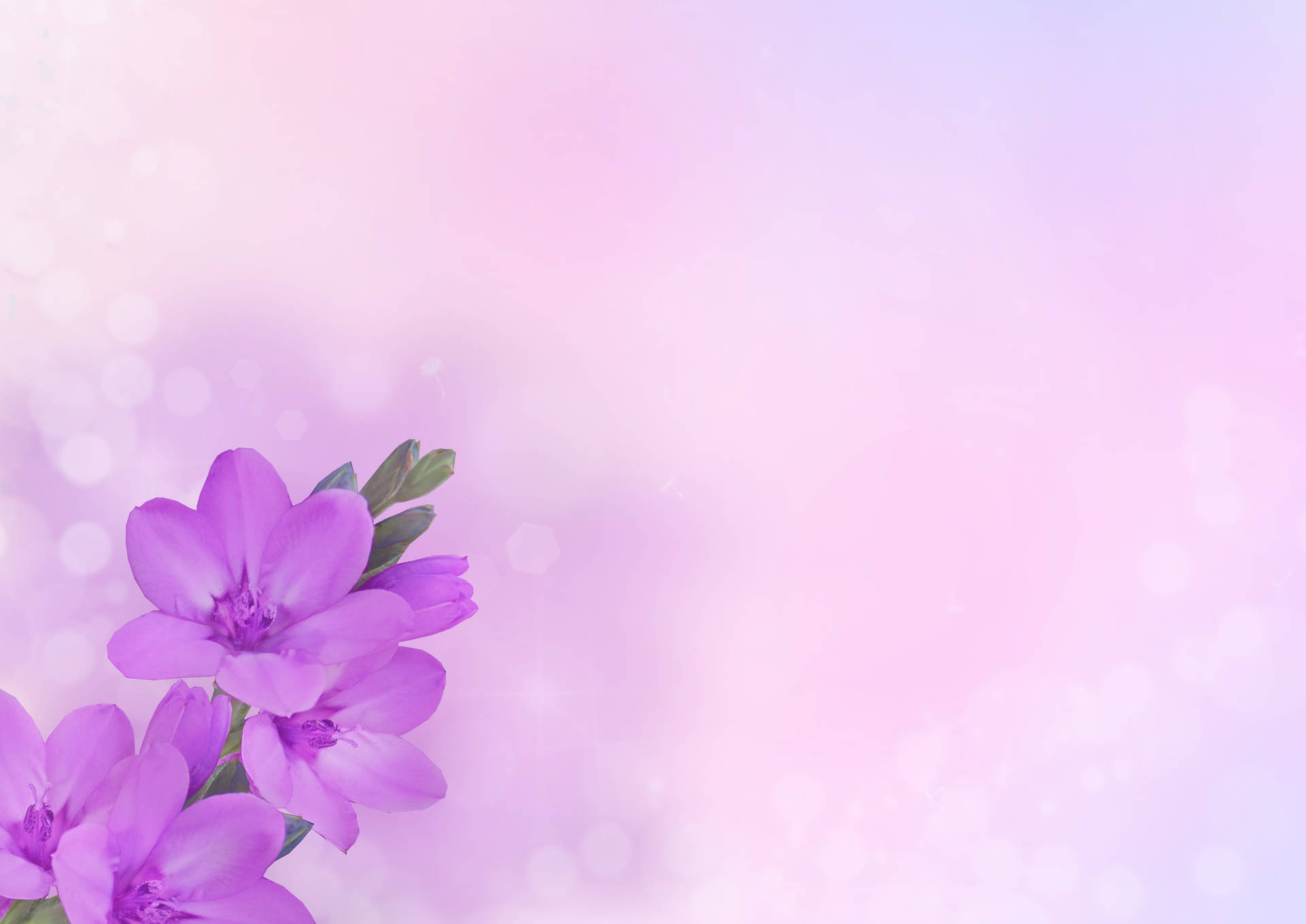 Spring Violets Computer Wallpapers - Wallpaper Cave