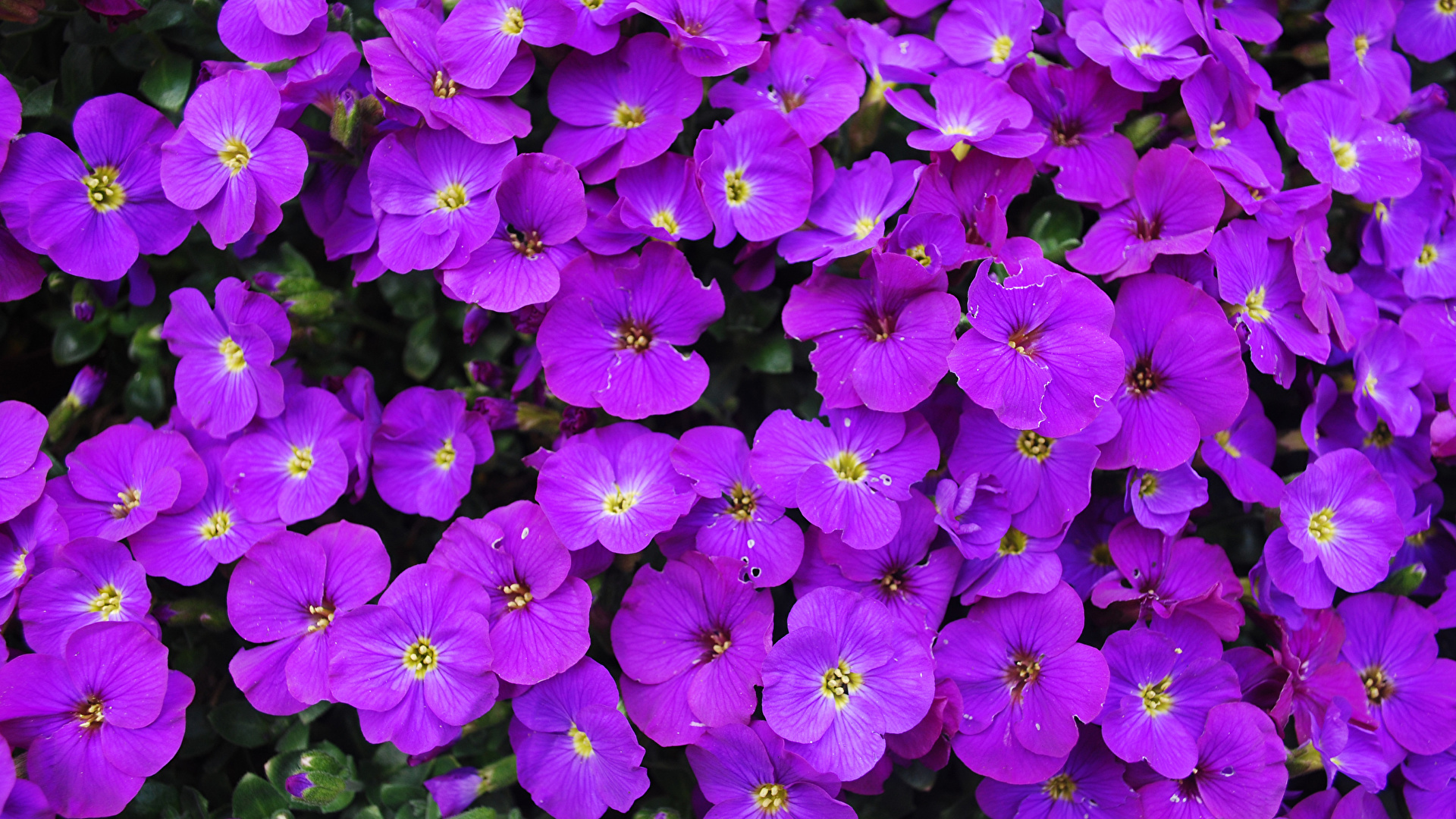 Spring Violets Computer Wallpapers - Wallpaper Cave