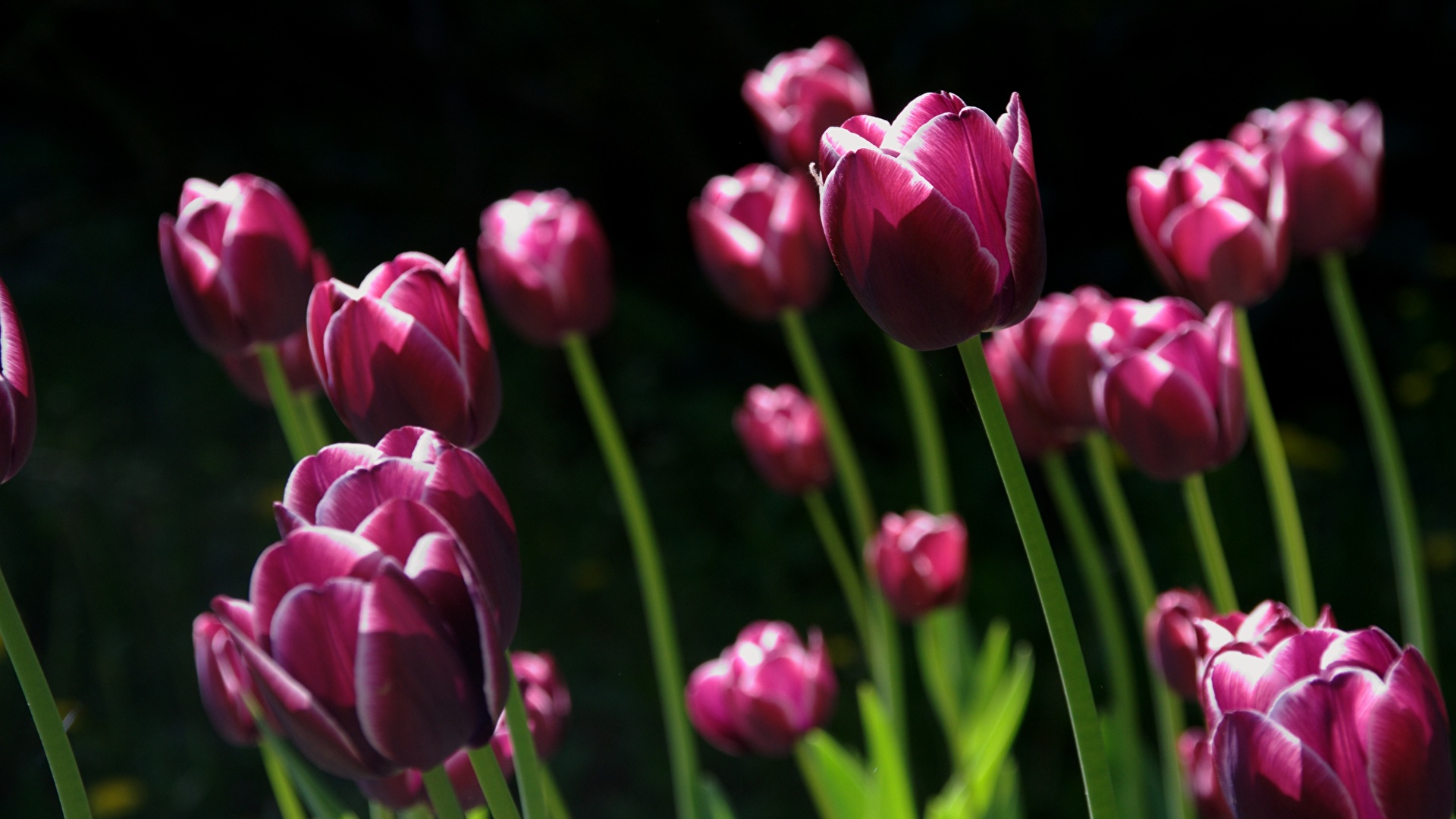 Spring Violets Computer Wallpapers - Wallpaper Cave