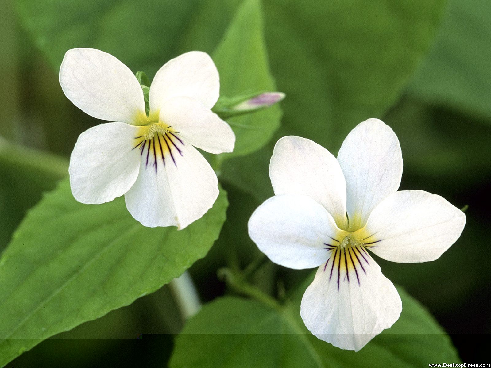 Spring Violets Computer Wallpapers - Wallpaper Cave