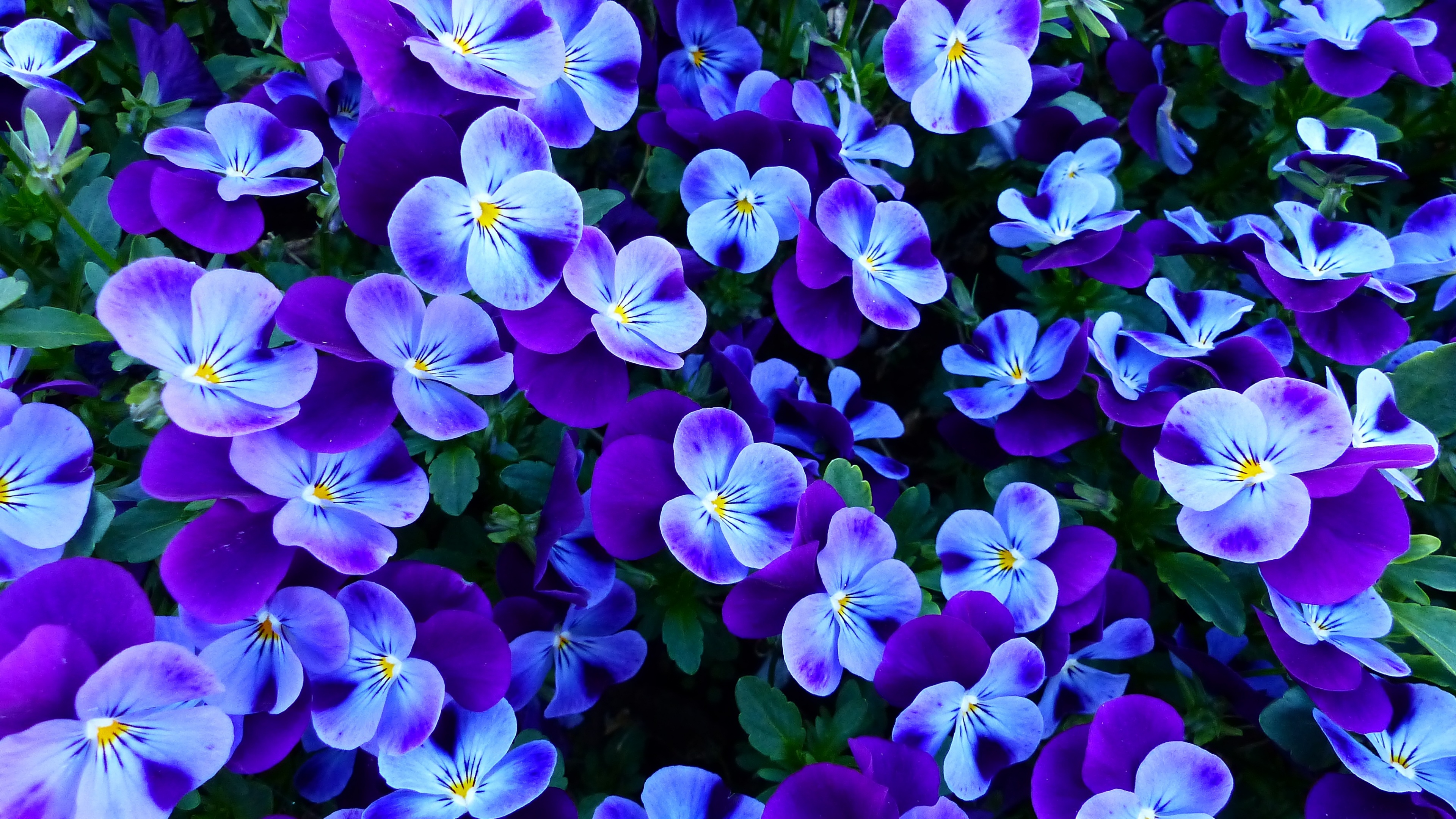 Spring Violets Computer Wallpapers - Wallpaper Cave