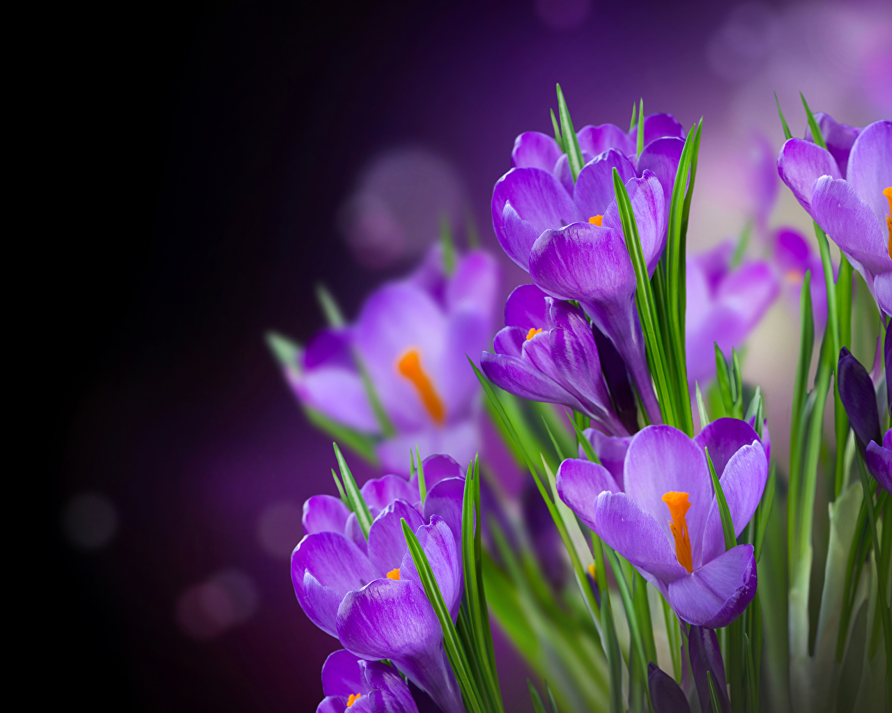 Spring Violets Computer Wallpapers - Wallpaper Cave