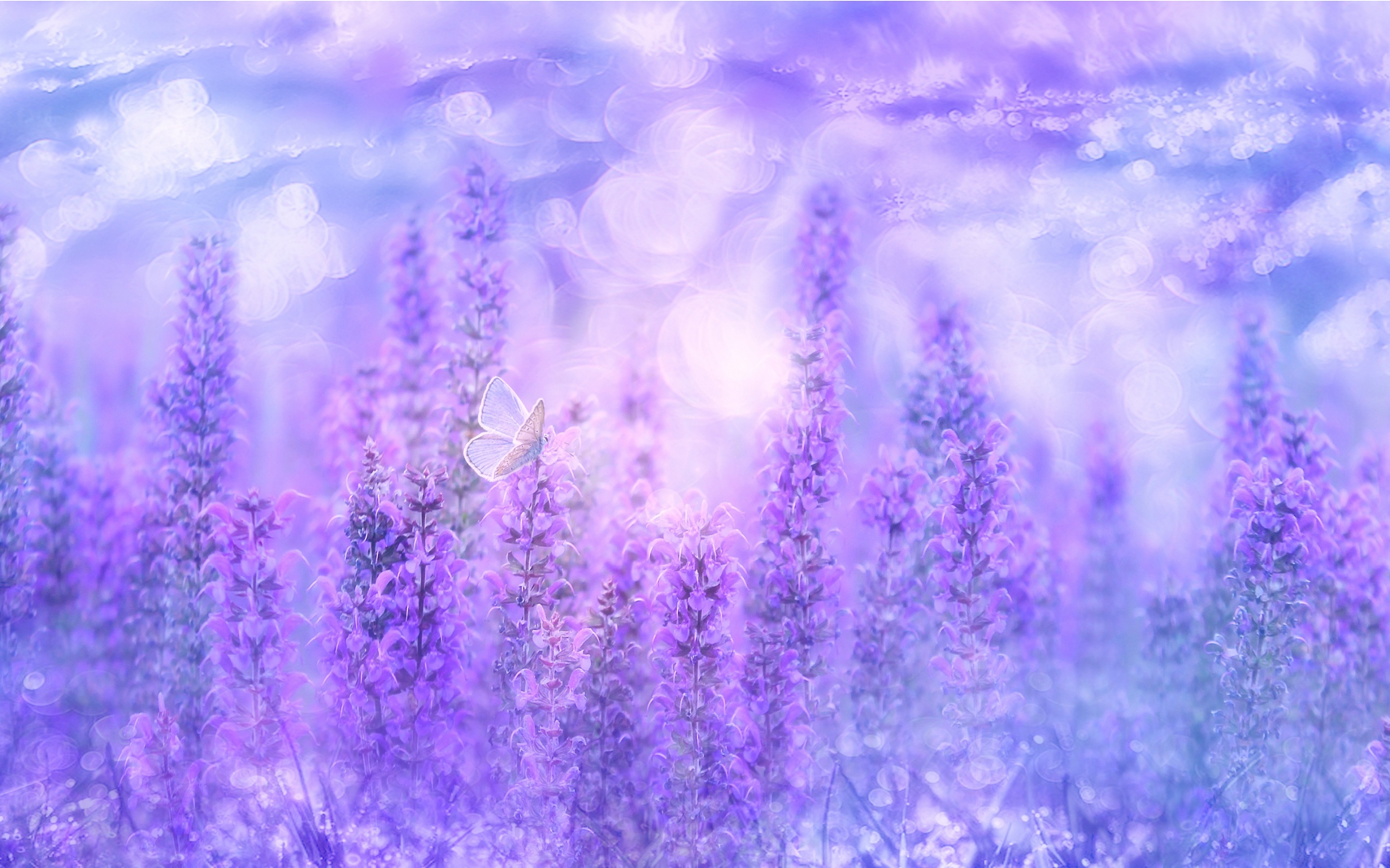 Spring Violets Computer Wallpapers - Wallpaper Cave