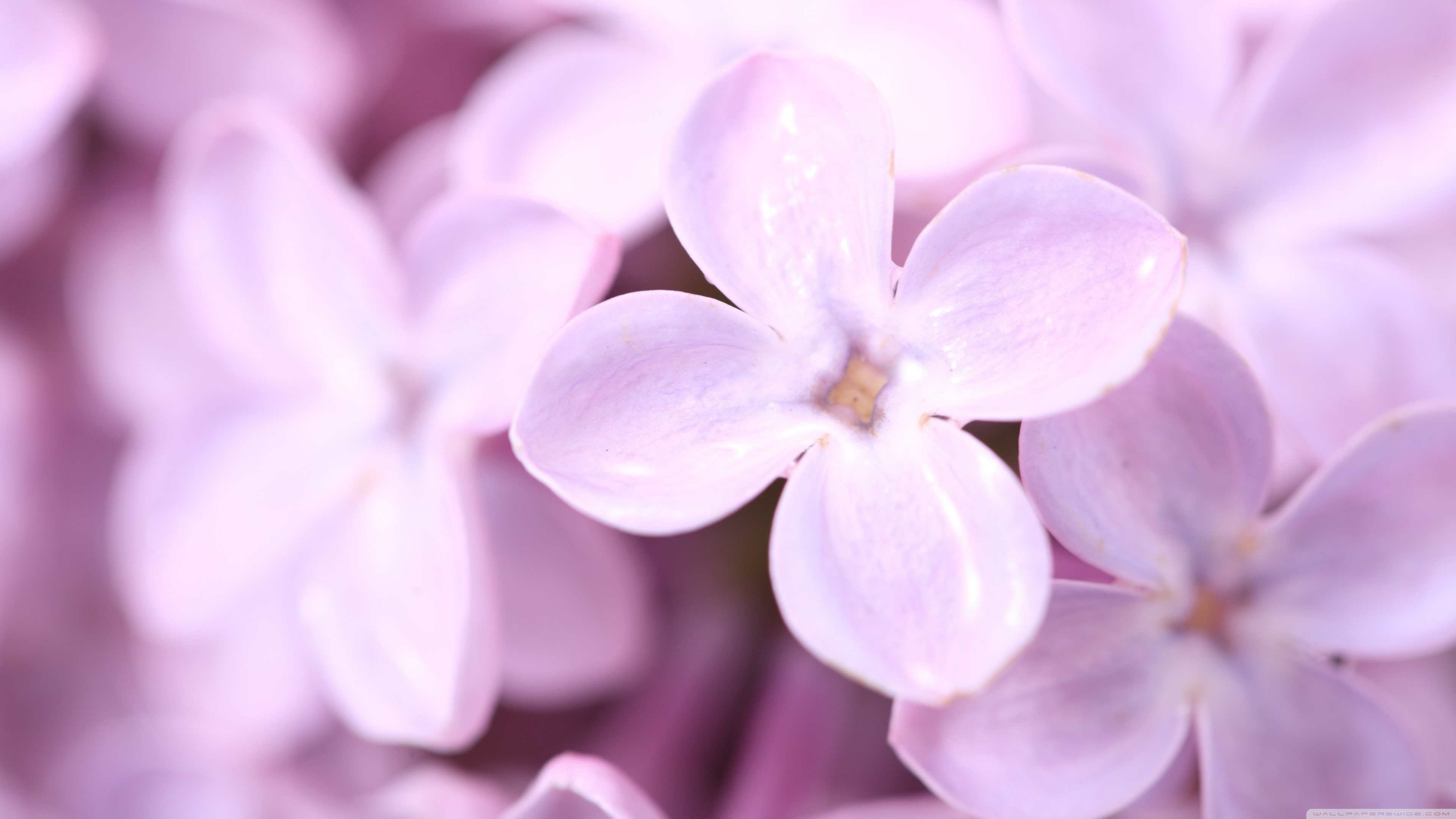 Spring Violets Computer Wallpapers - Wallpaper Cave