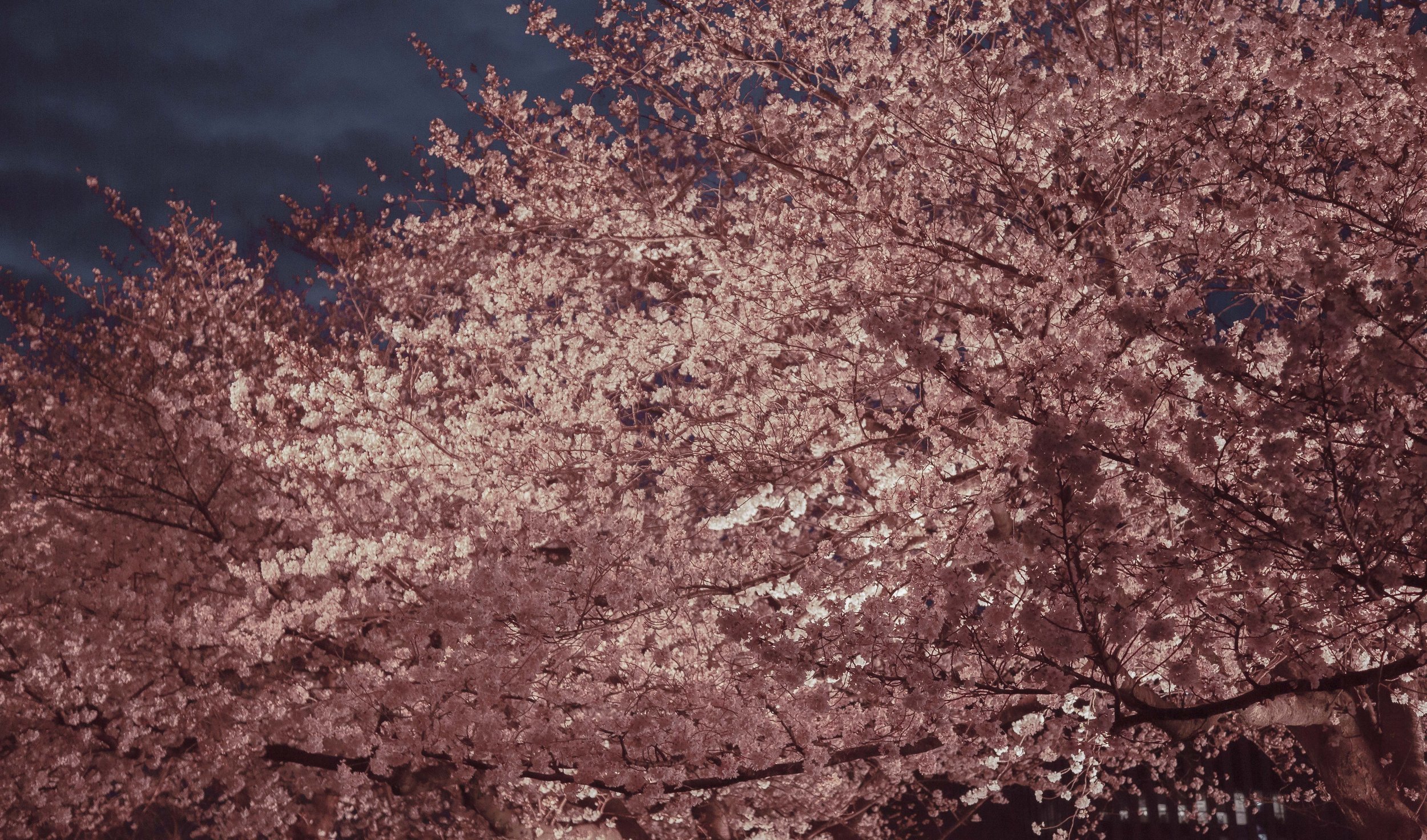 Dark Spring Night Wallpapers - Wallpaper Cave