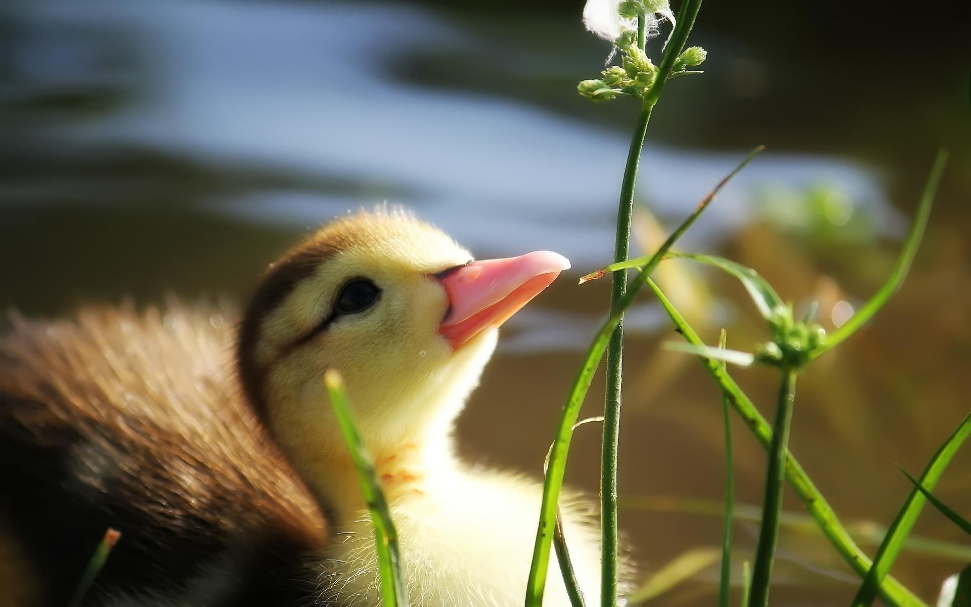 Cute Baby Ducks Wallpapers - Wallpaper Cave