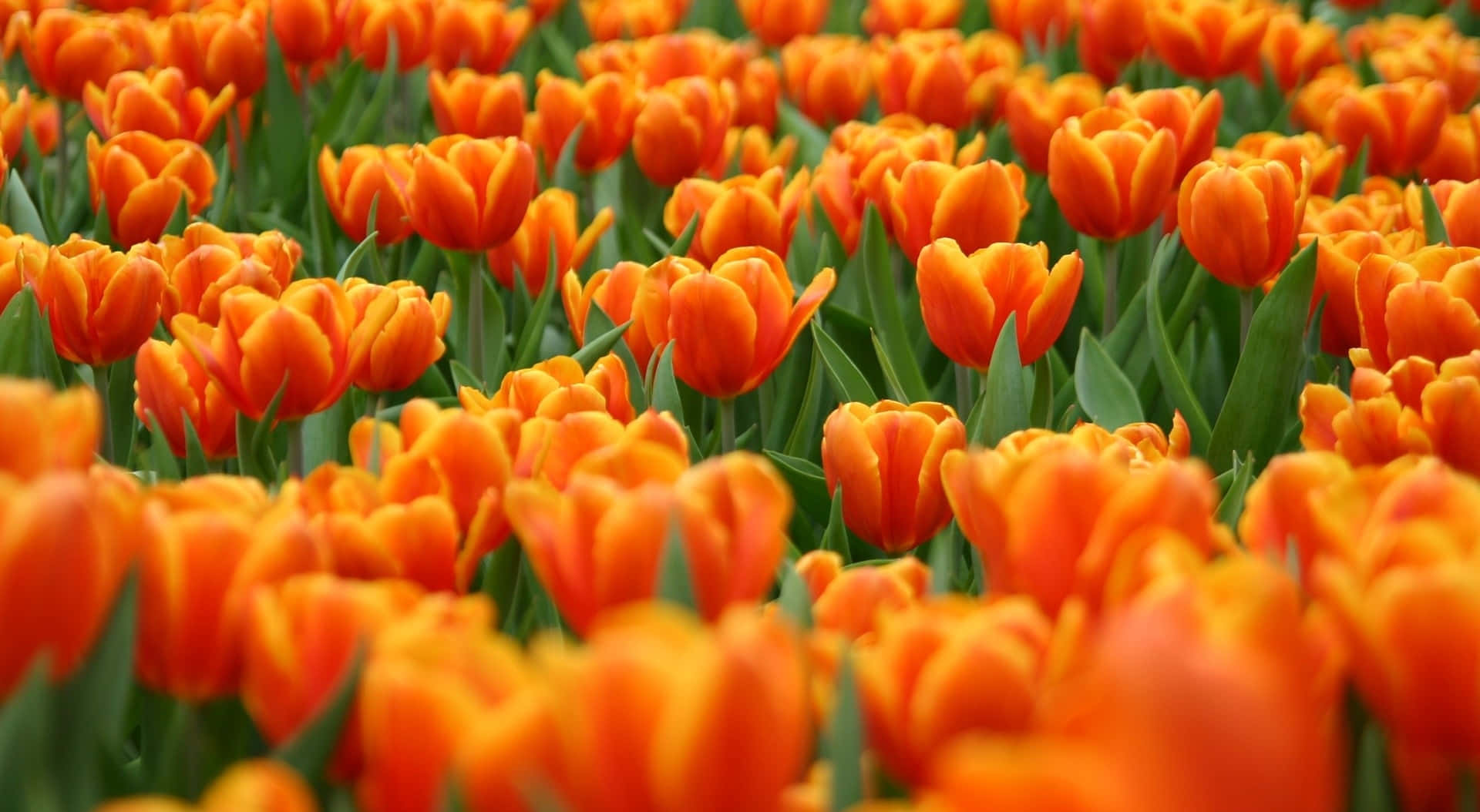 Cute Orange Spring Wallpapers - Wallpaper Cave