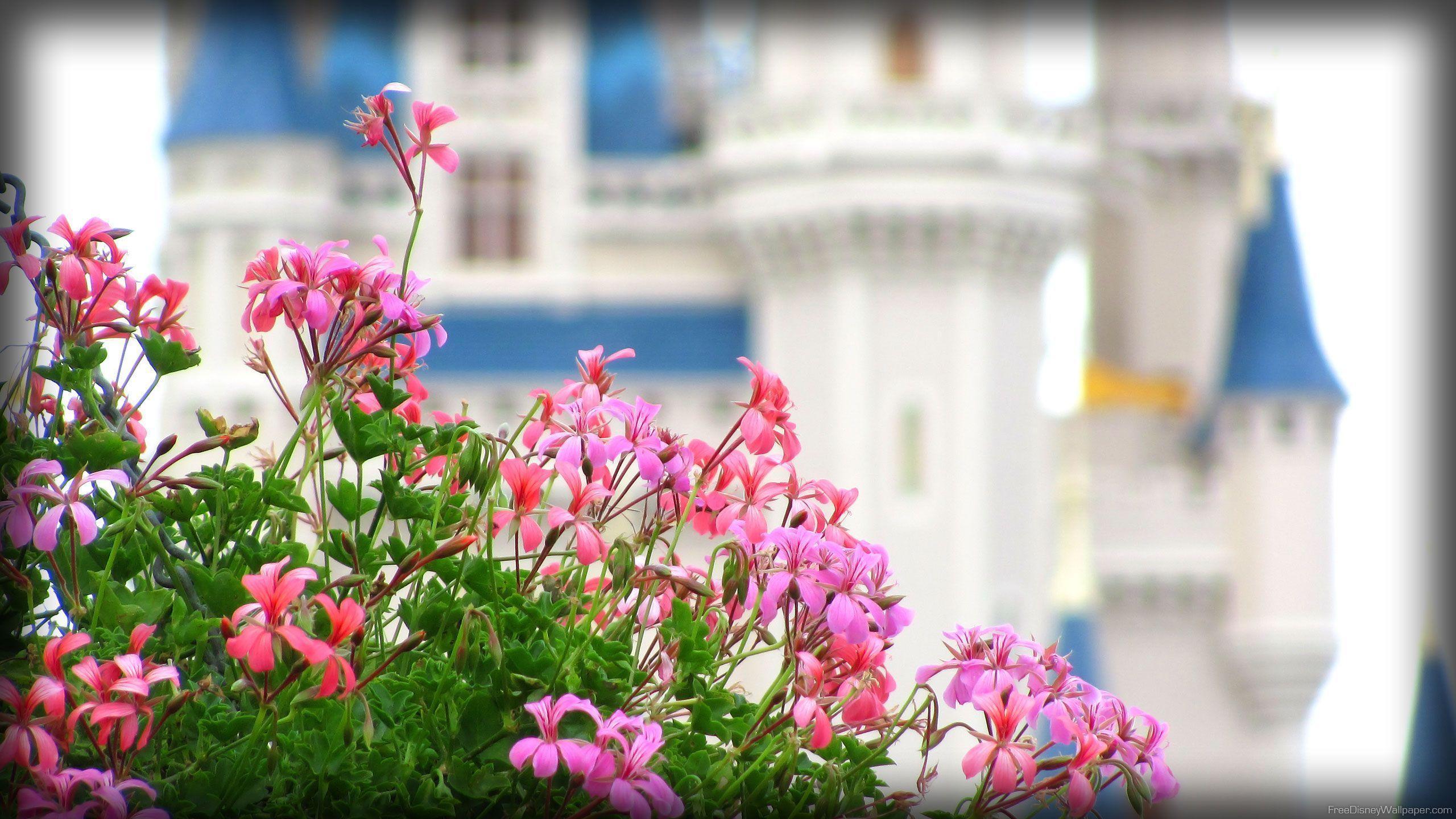 Disney World Spring Wallpapers - Wallpaper Cave