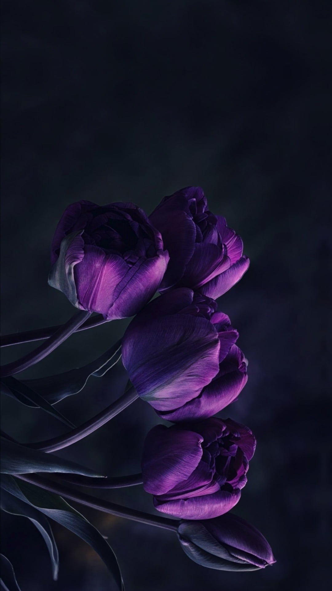 Purple Flowers iPhone Wallpapers - Wallpaper Cave