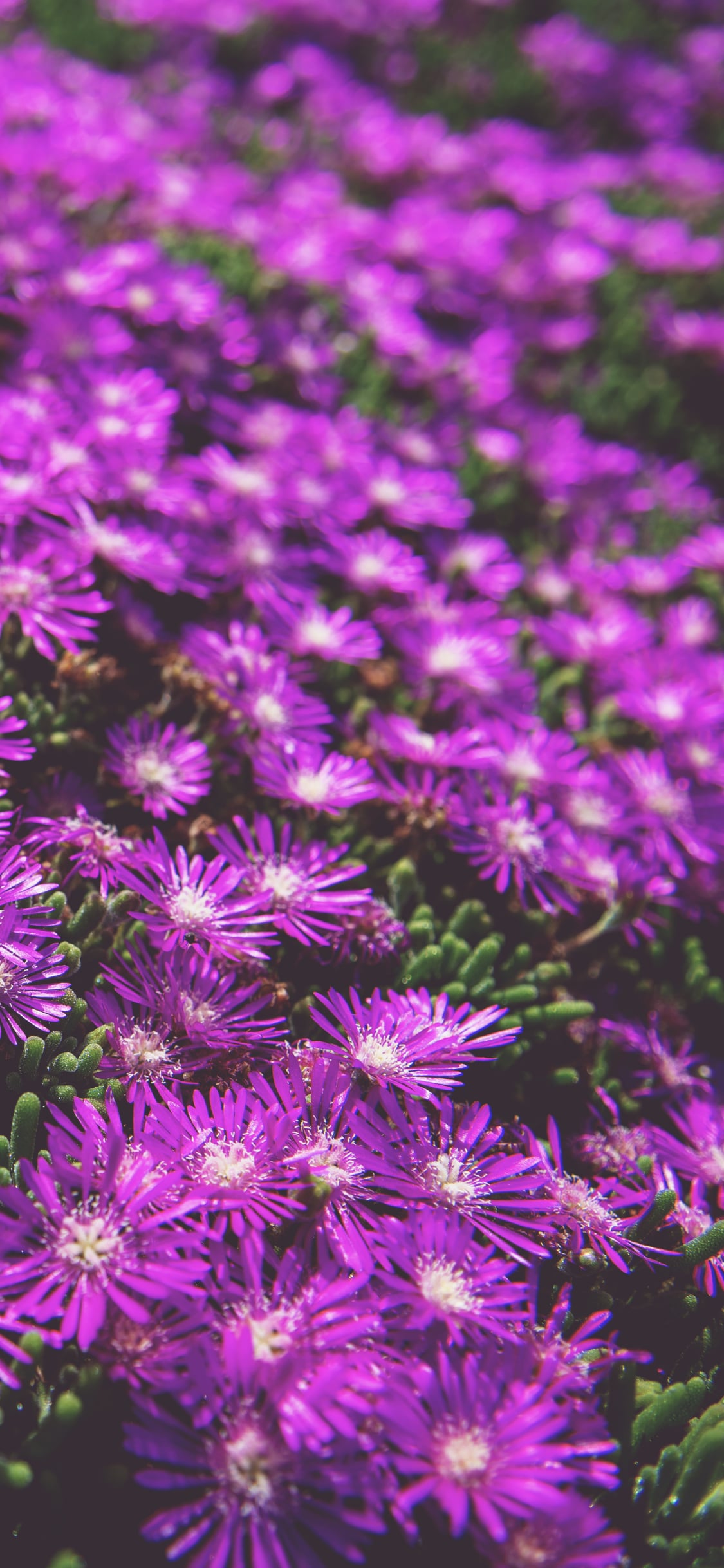 Purple Flowers iPhone Wallpapers - Wallpaper Cave