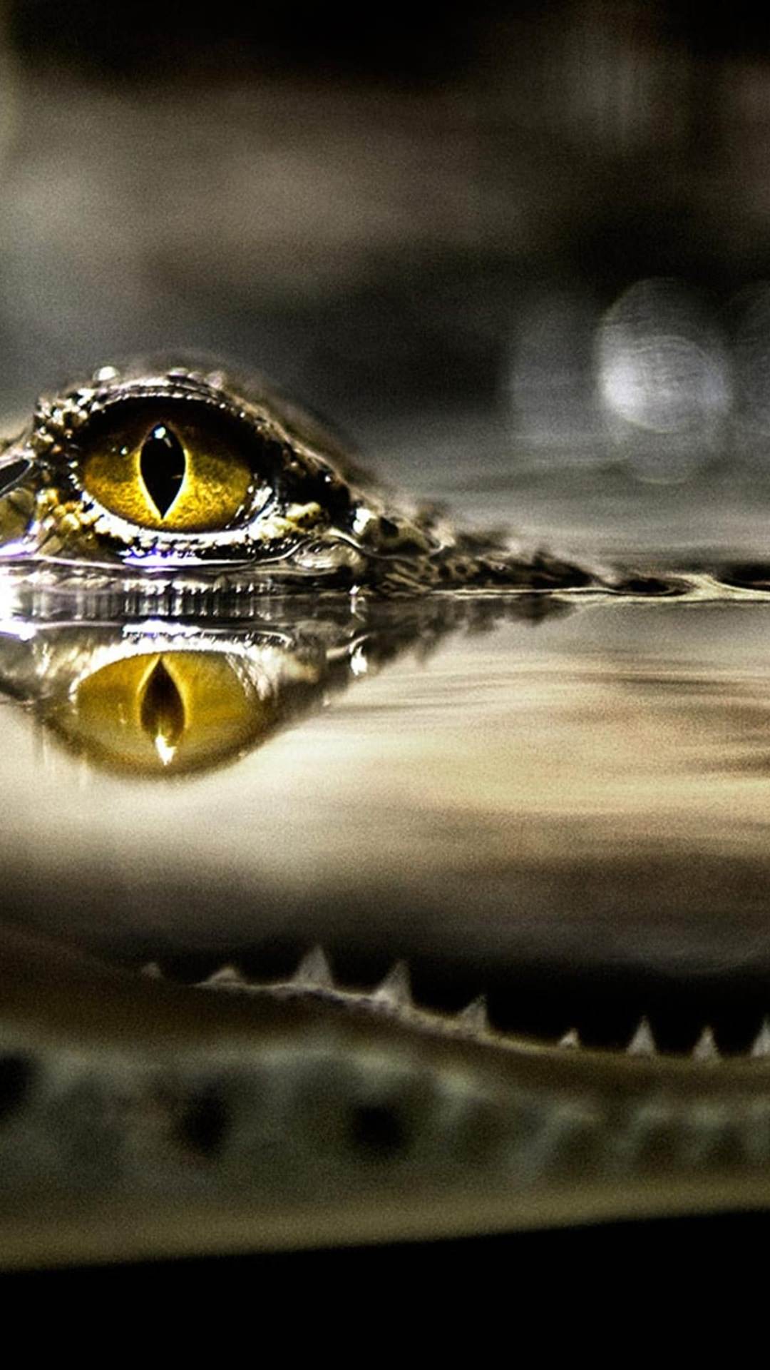 Crocodile Phone Wallpapers - Wallpaper Cave