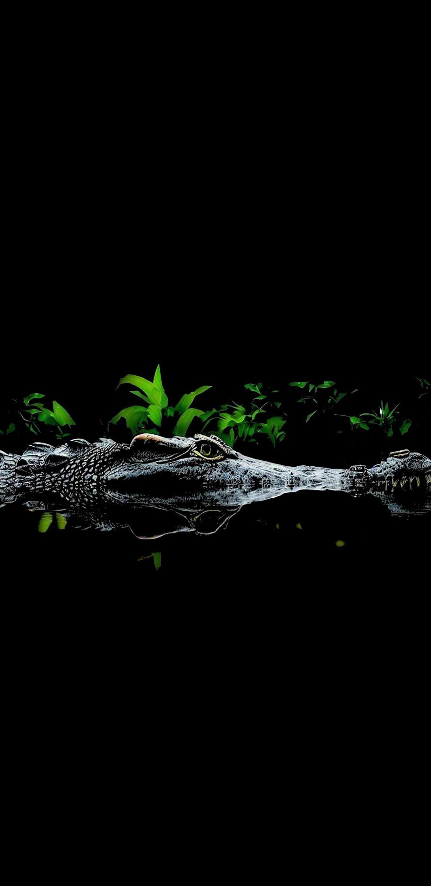 Crocodile Phone Wallpapers - Wallpaper Cave