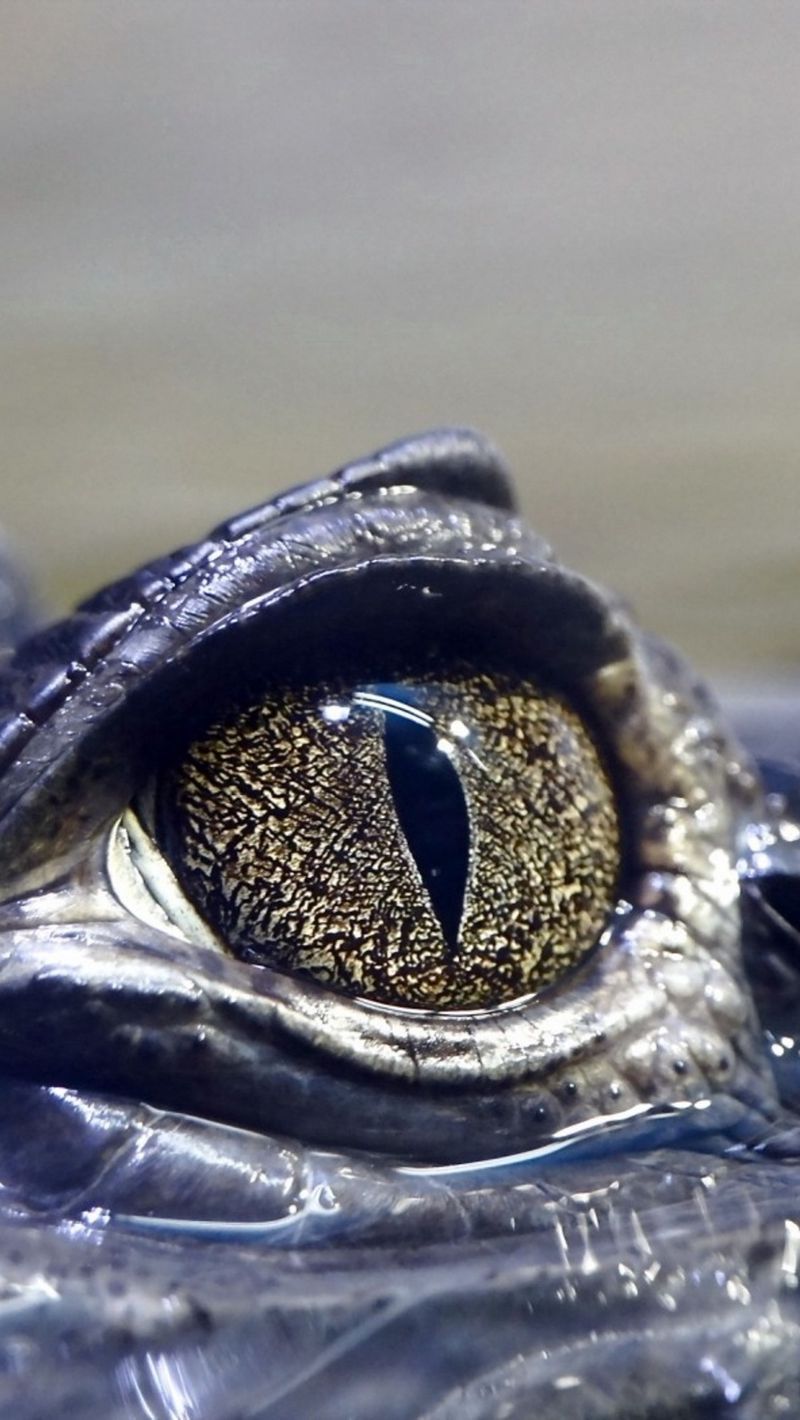 Crocodile Phone Wallpapers - Wallpaper Cave