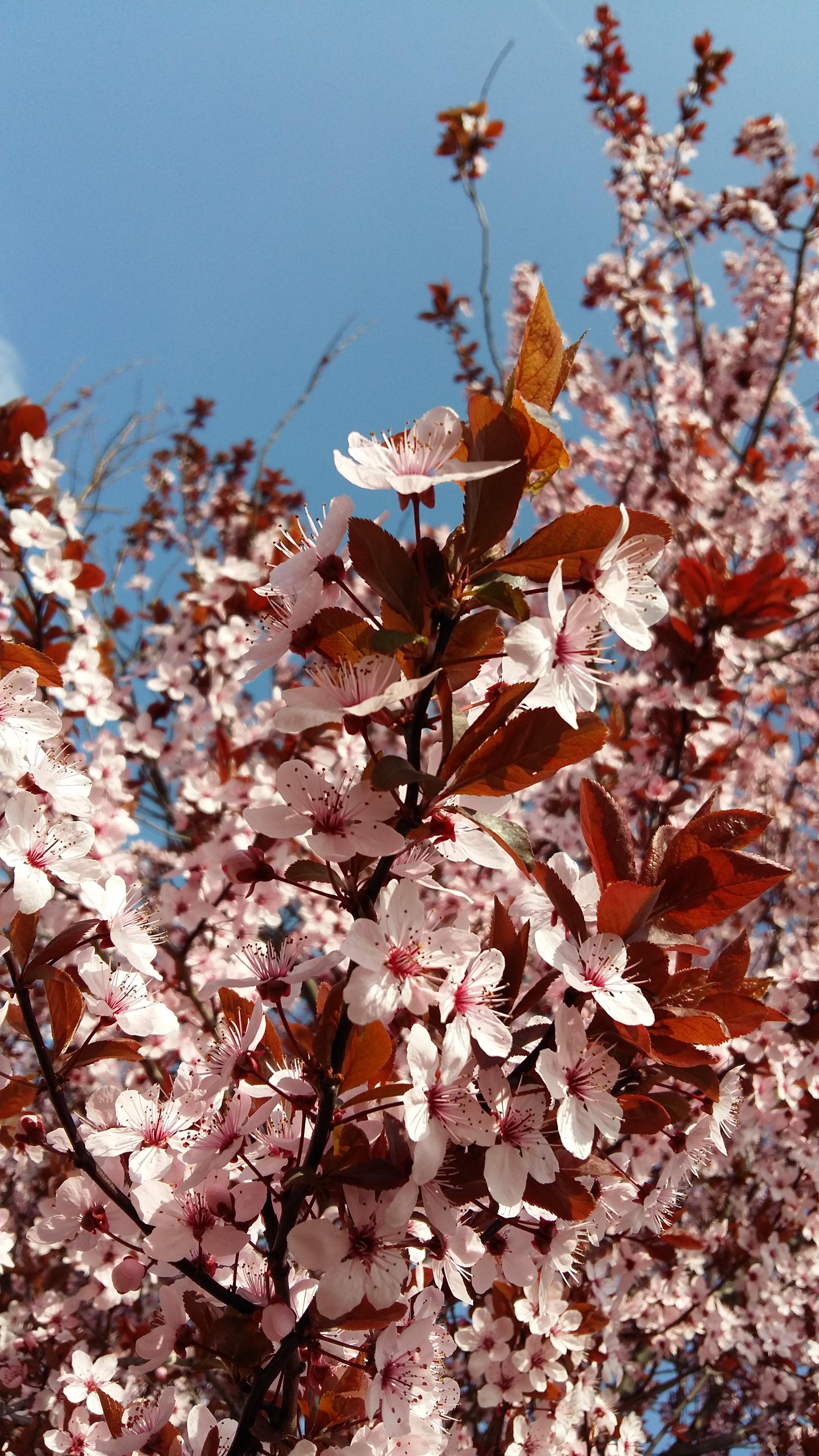 Plum Tree Wallpapers - Wallpaper Cave