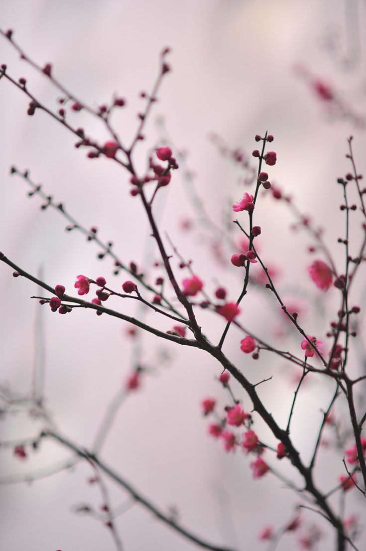 Plum Tree Wallpapers - Wallpaper Cave
