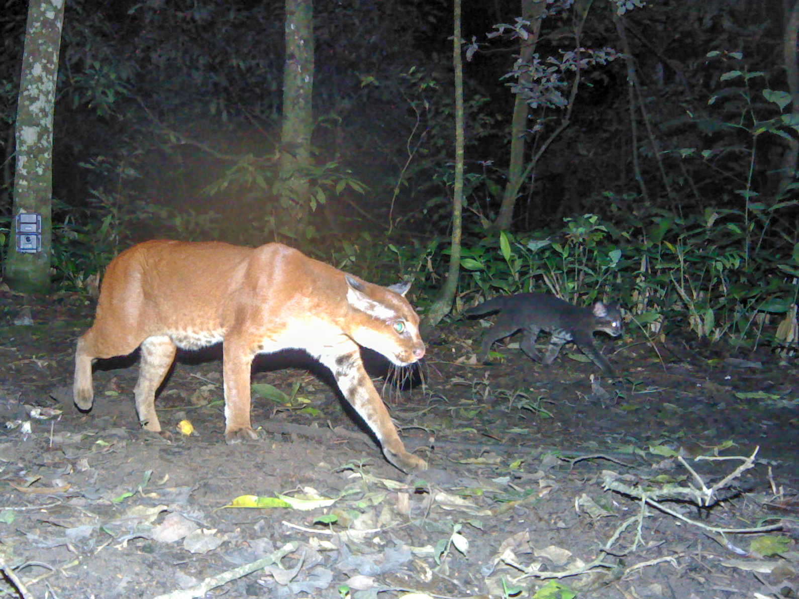 African Golden Cat Wallpapers - Wallpaper Cave