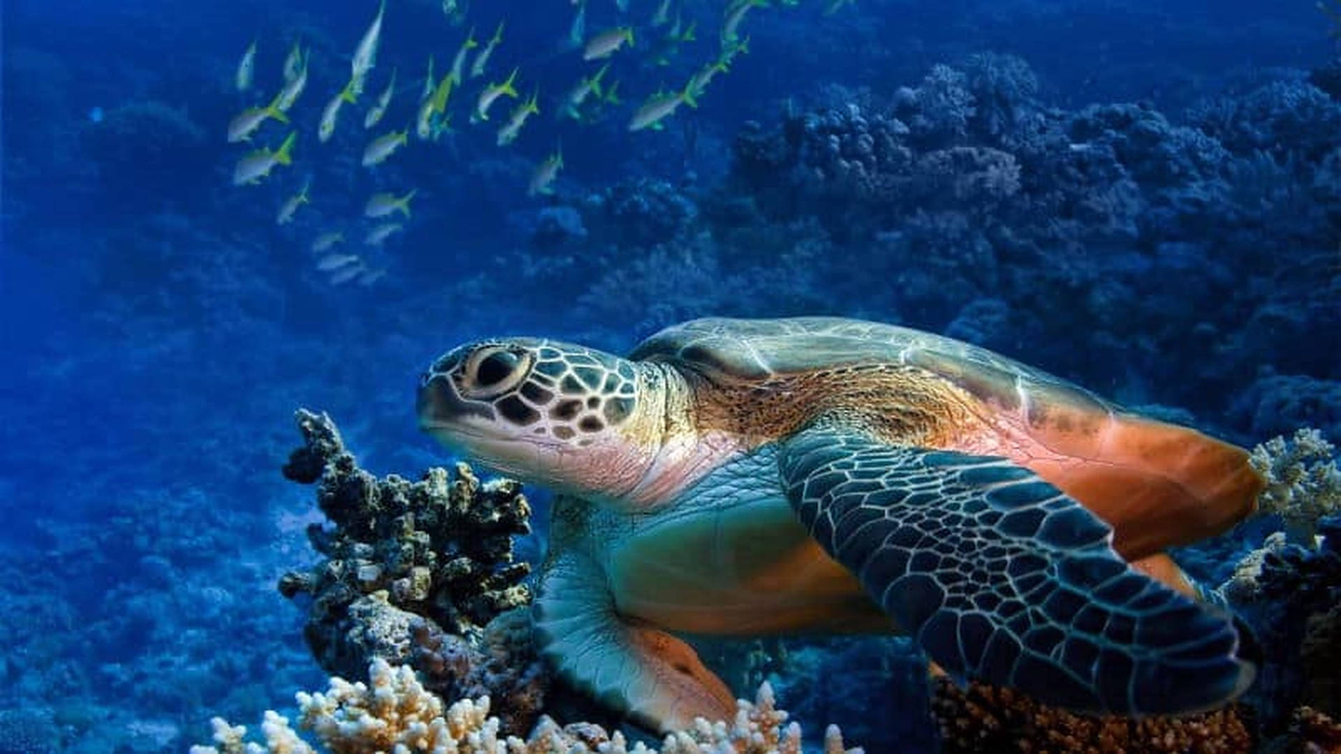 Blue Sea Turtle Wallpapers - Wallpaper Cave