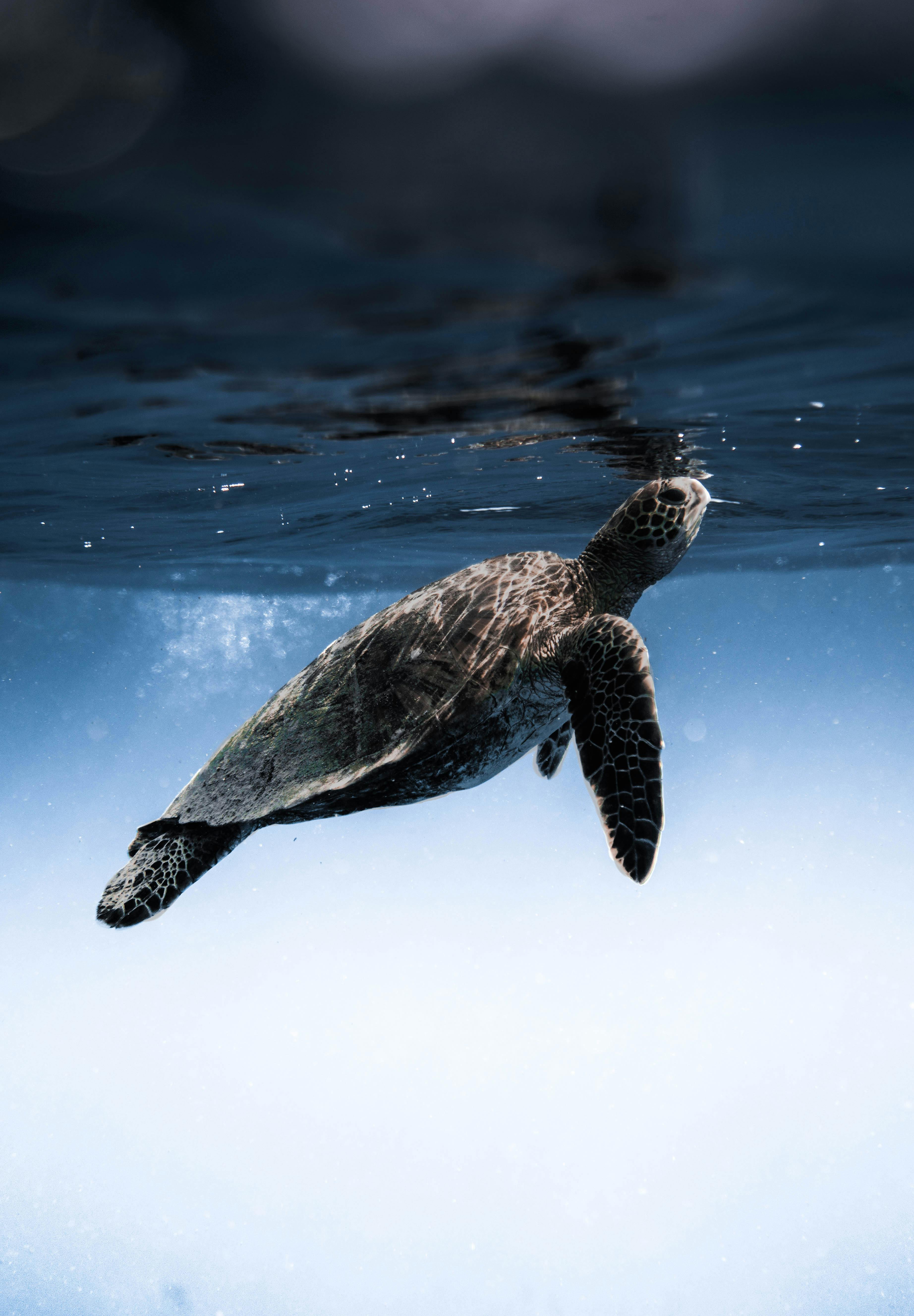 Blue Sea Turtle Wallpapers - Wallpaper Cave