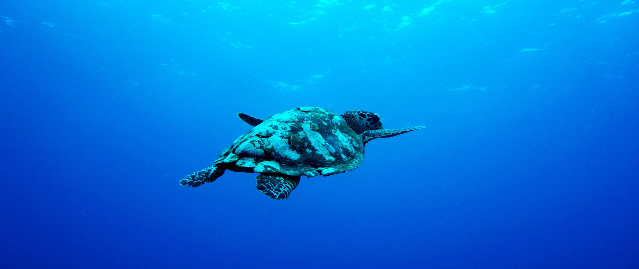 Blue Sea Turtle Wallpapers - Wallpaper Cave