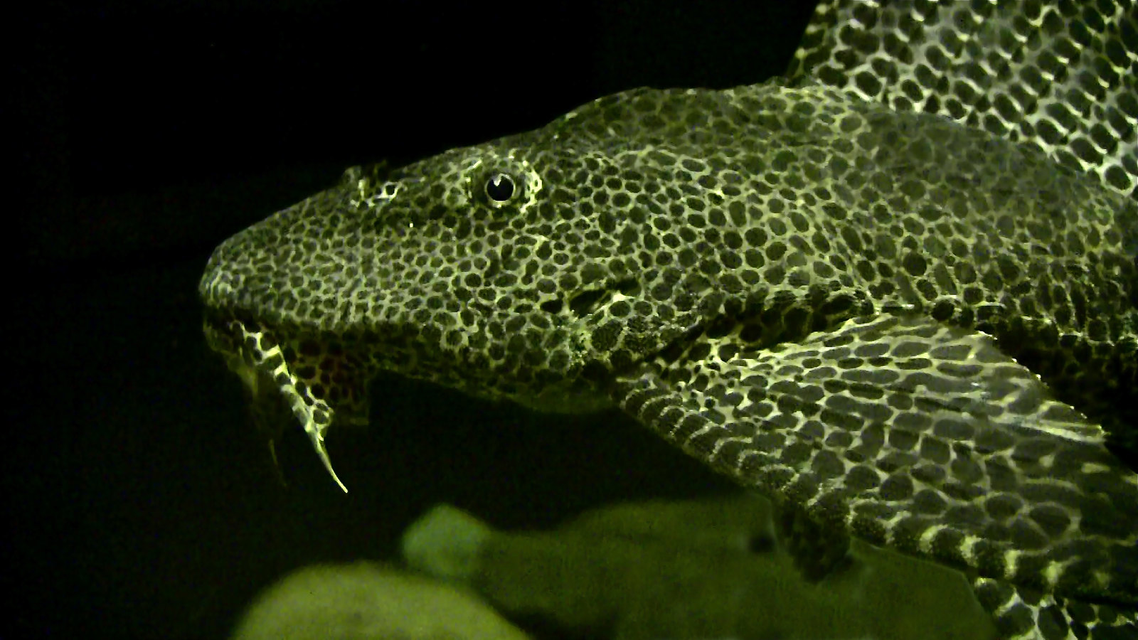 Pleco Wallpapers - Wallpaper Cave