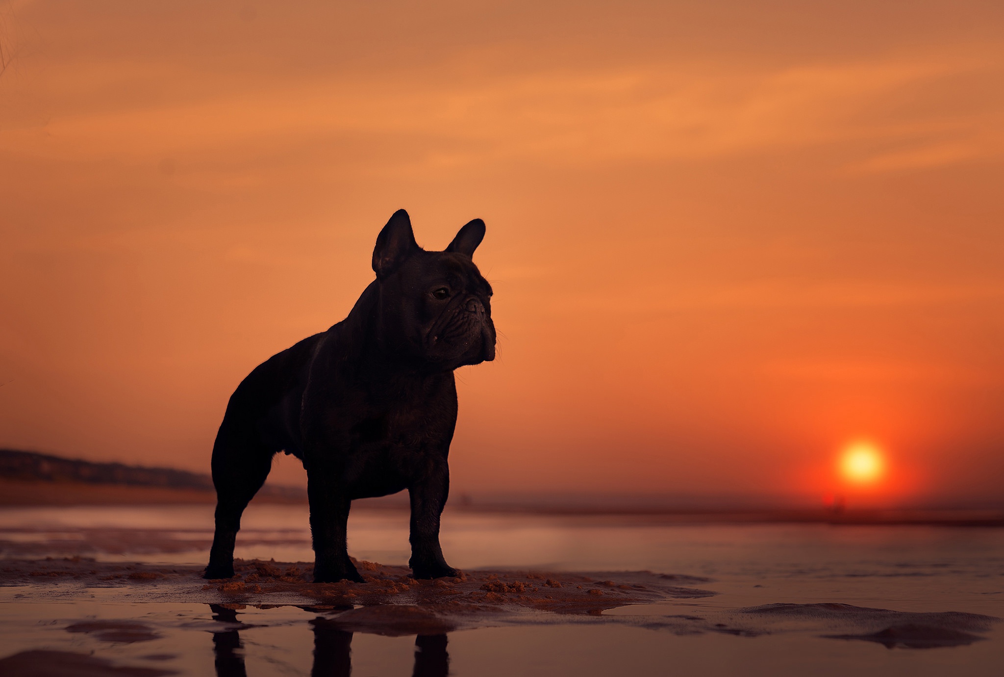 Dog Sunset Wallpapers - Wallpaper Cave