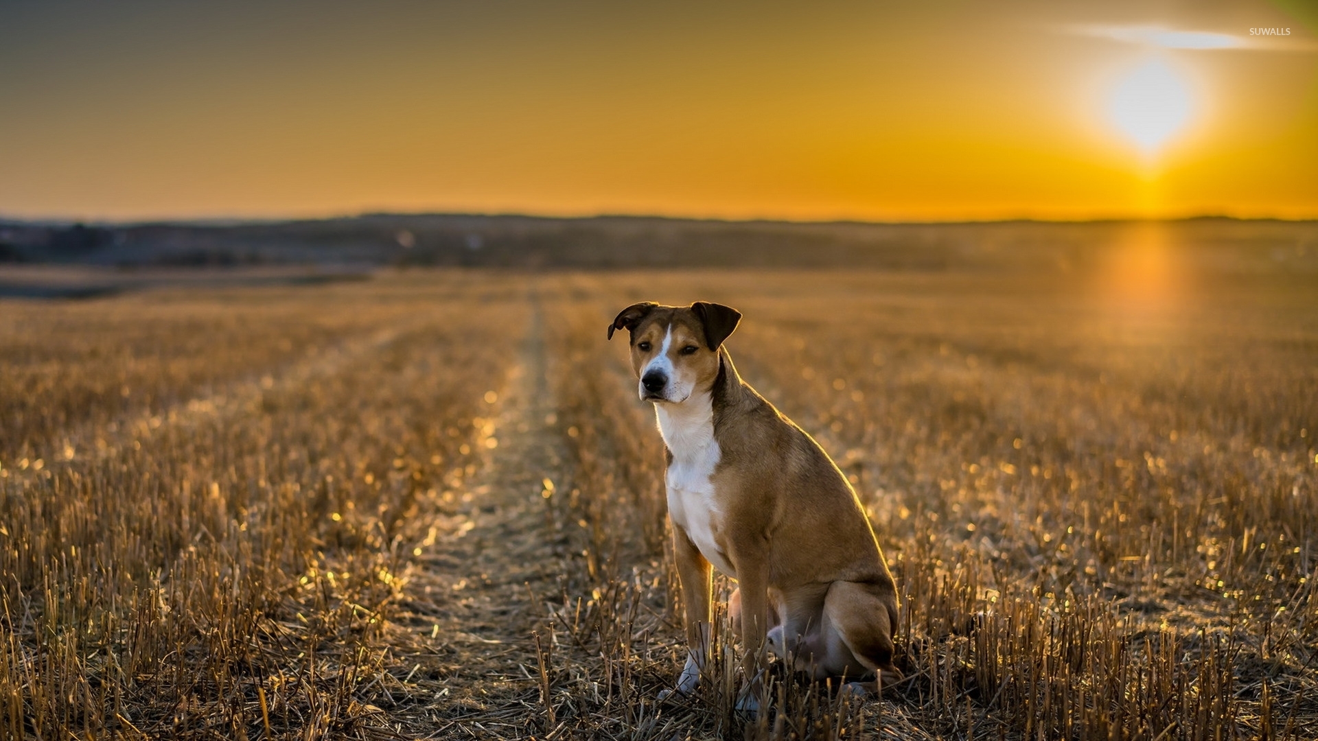 Dog Sunset Wallpapers - Wallpaper Cave