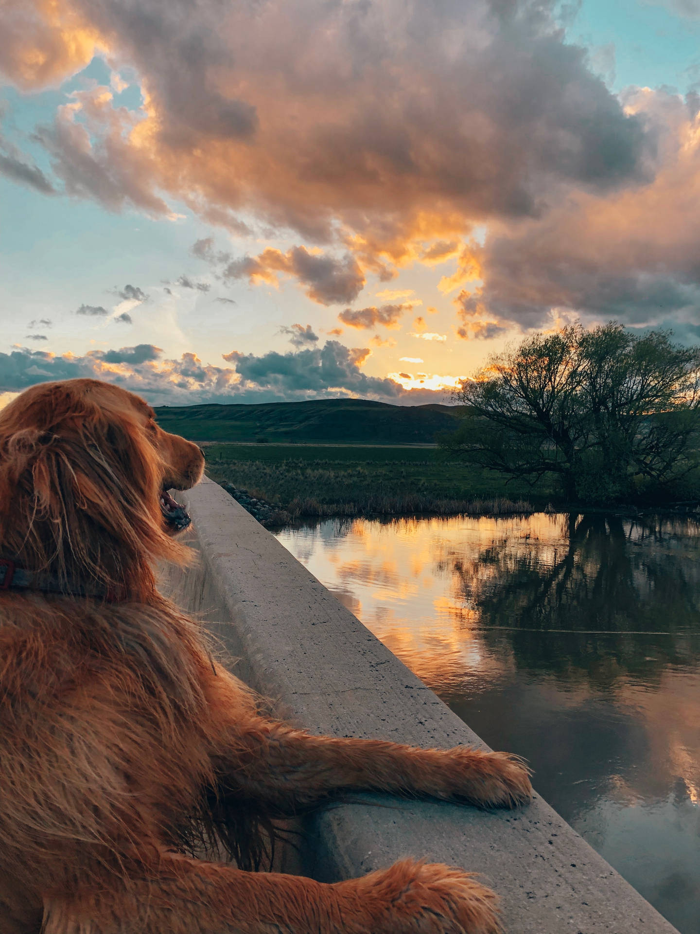 Dog Sunset Wallpapers - Wallpaper Cave