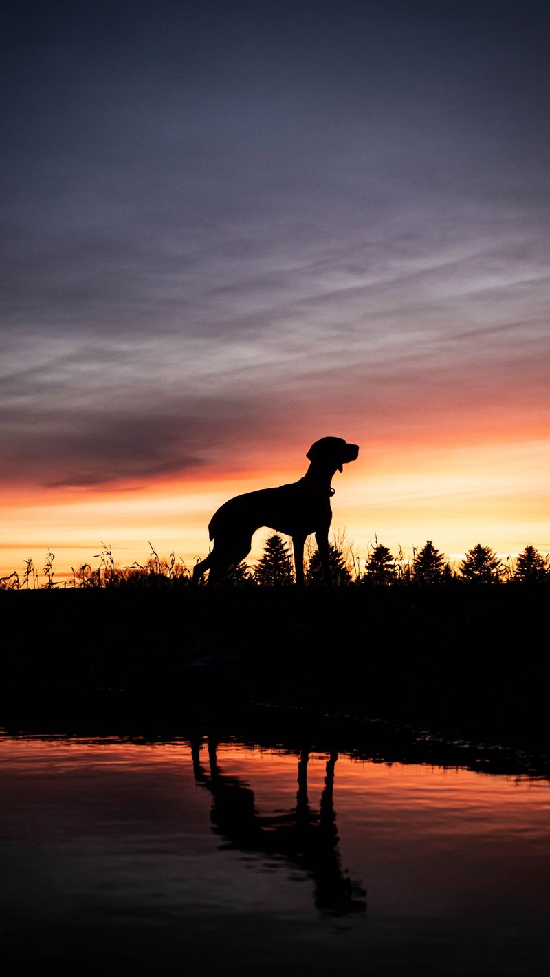 Dog Sunset Wallpapers - Wallpaper Cave
