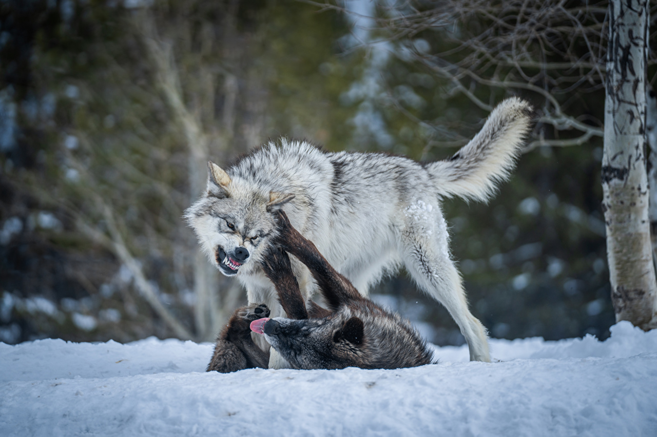 Wolf Fight Wallpapers - Wallpaper Cave