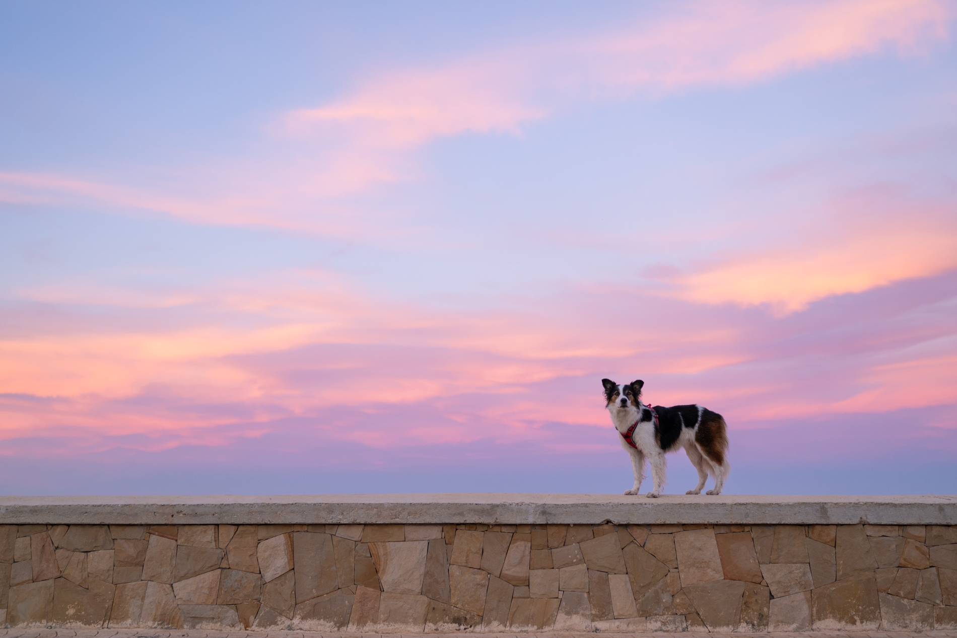 Dog Sunset Wallpapers - Wallpaper Cave