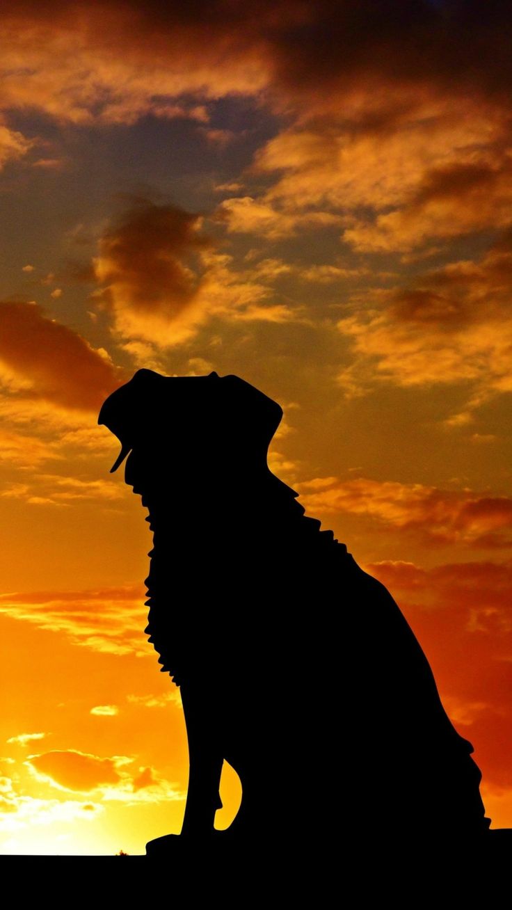 Dog Sunset Wallpapers - Wallpaper Cave