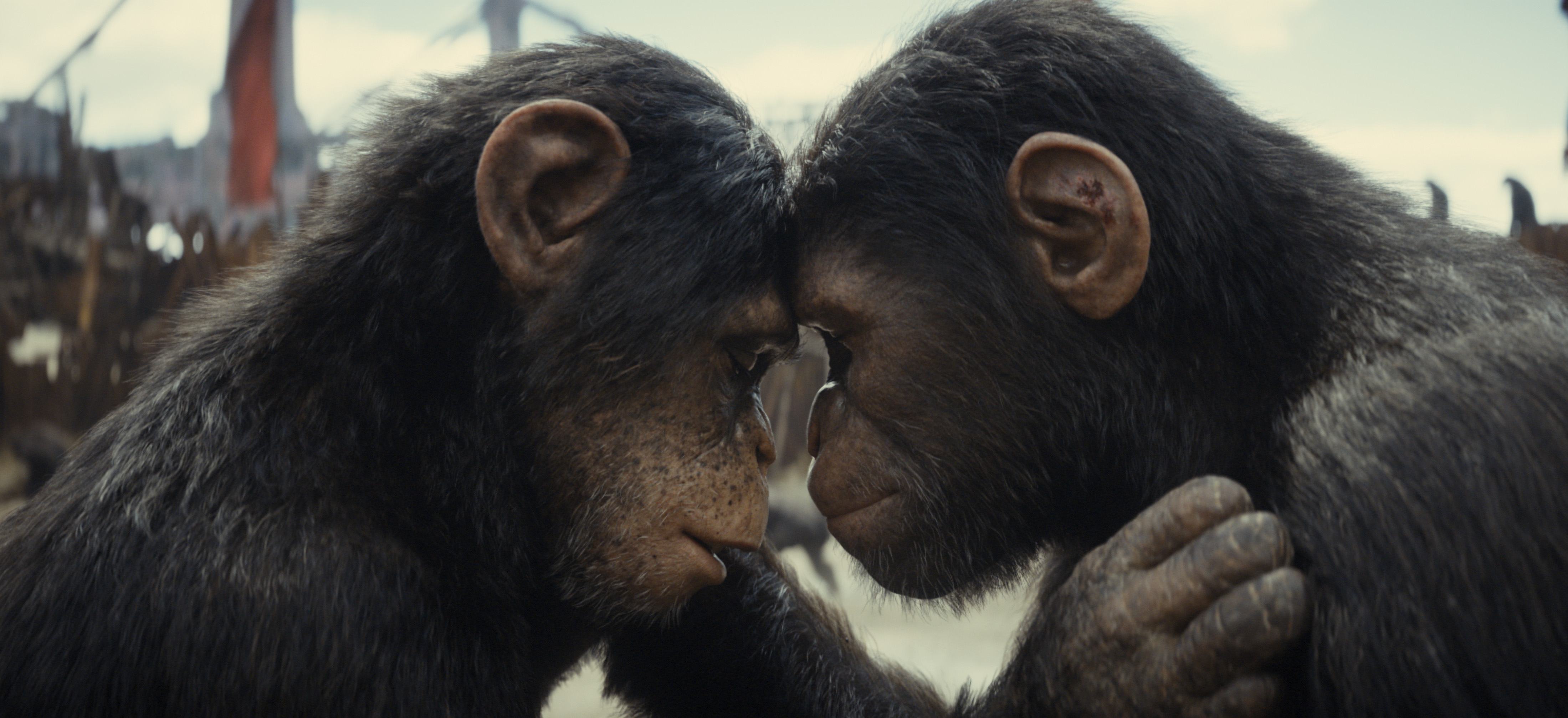 Kingdom Of The Planet Of The Apes HD Wallpapers - Wallpaper Cave