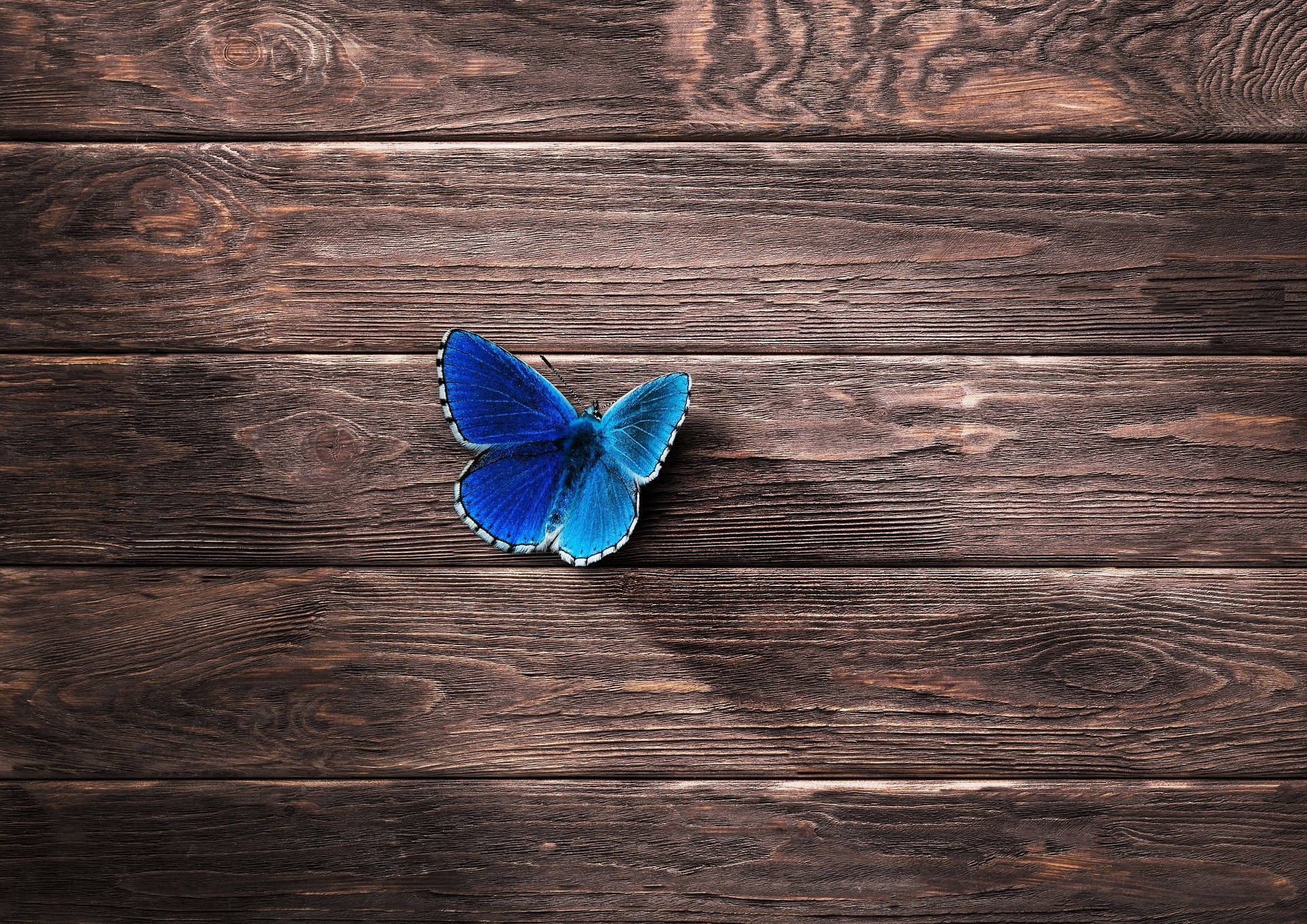 Blue Preppy Butterfly Wallpapers - Wallpaper Cave