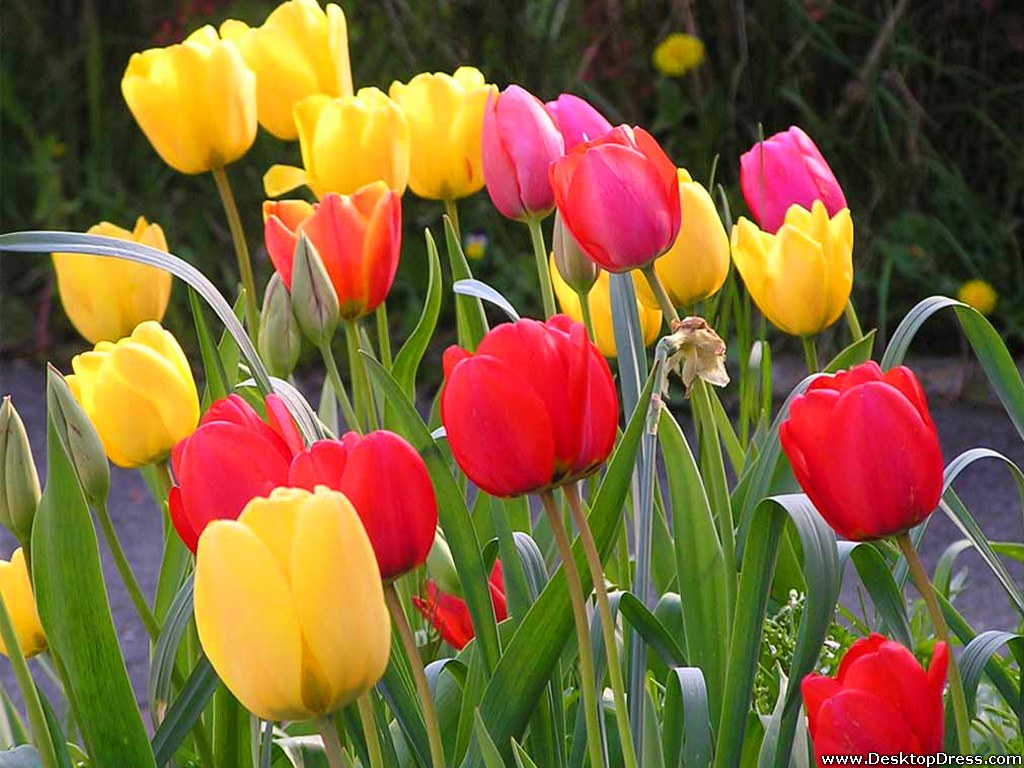 Tulip Desktop Wallpapers - Wallpaper Cave