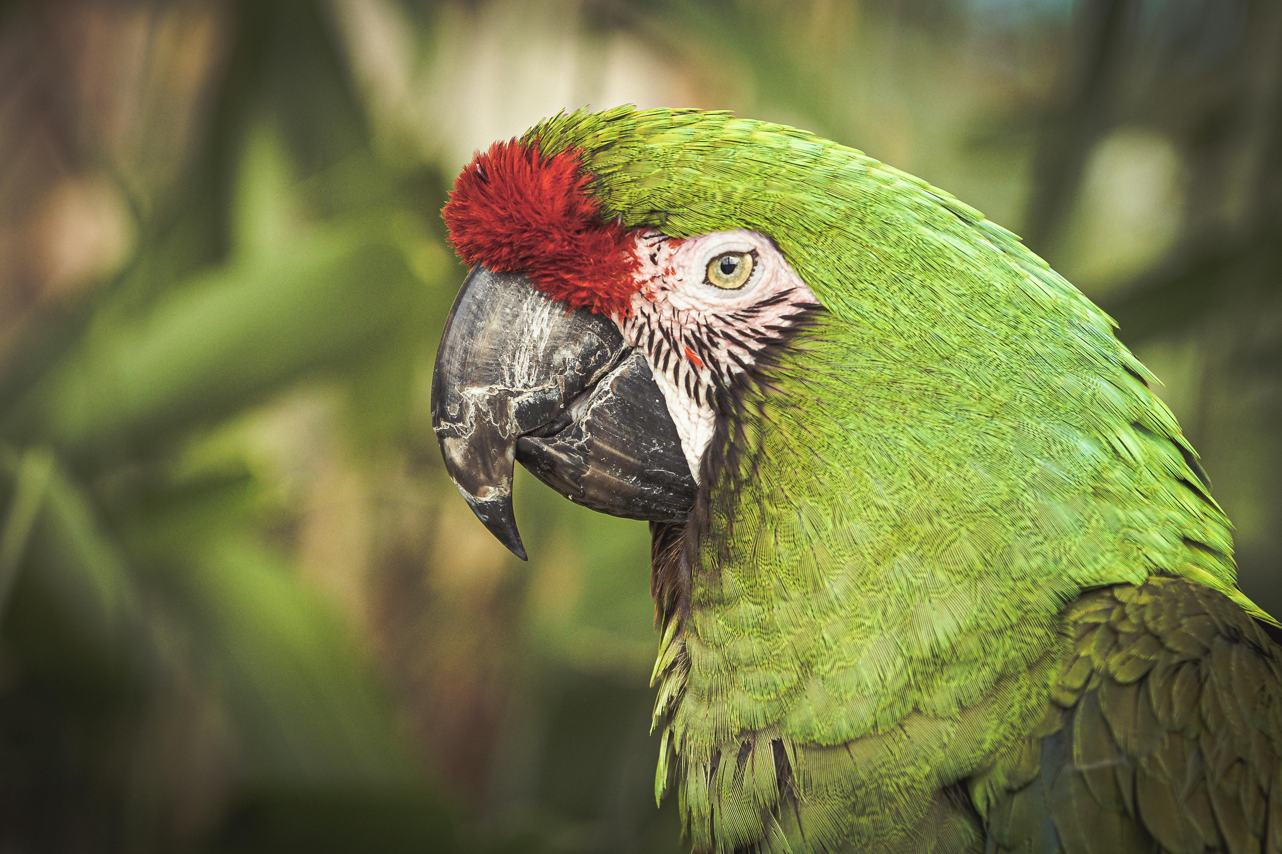 Military Macaw Wallpapers - Wallpaper Cave